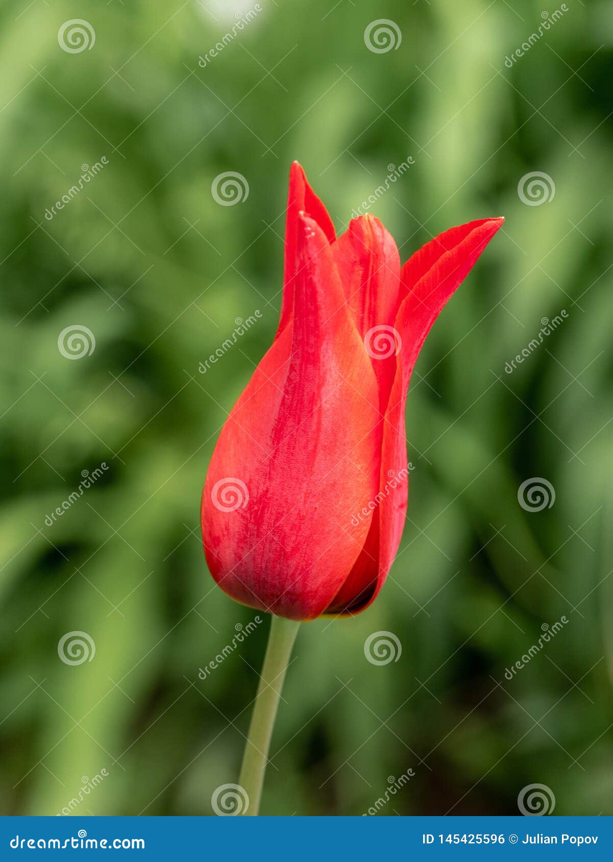 Colourful Single Tulip Flower Bloom in the Spring Garden Stock Photo ...