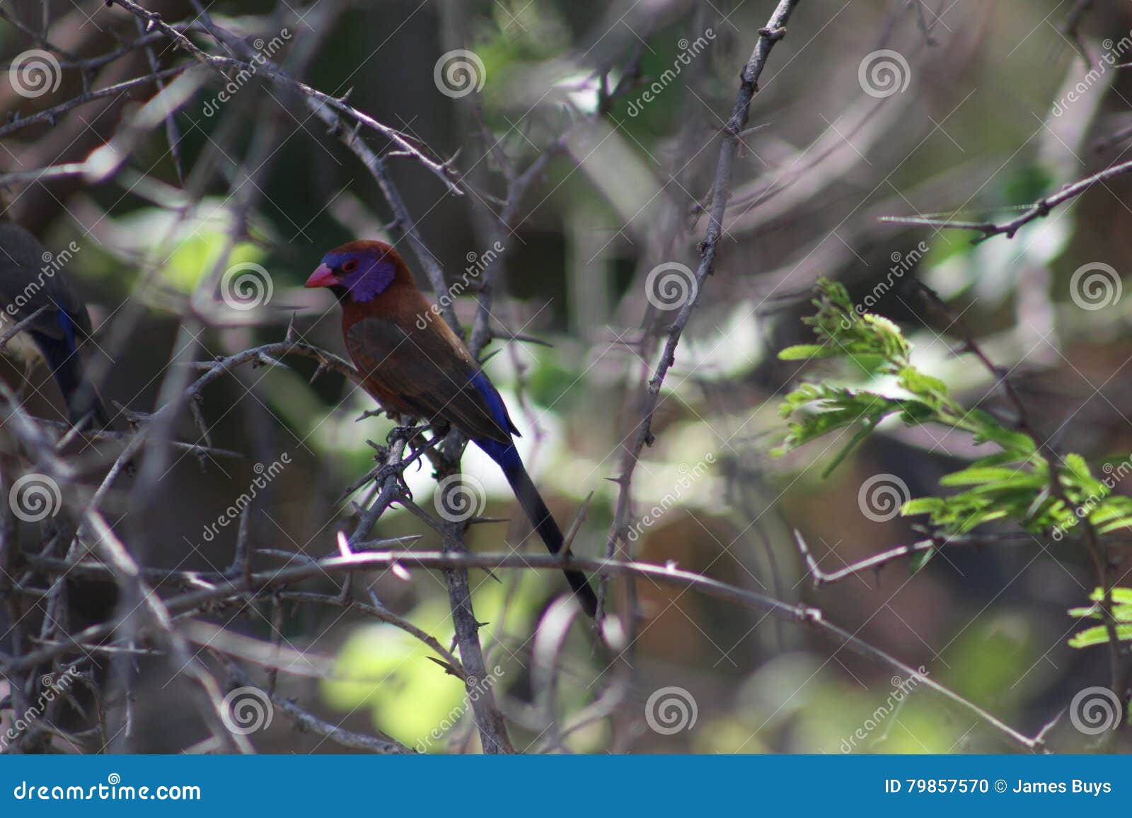 Colourful small bird stock photo. Image of purple, colourful - 79857570