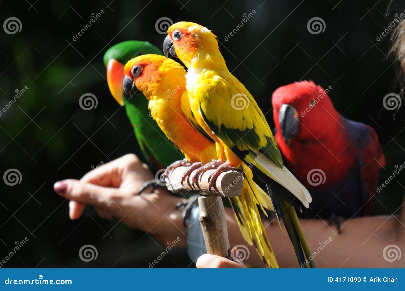 Small Parrot Types