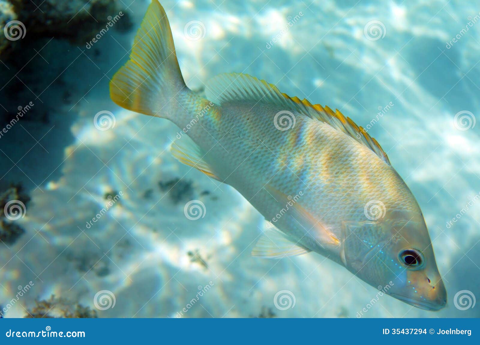 Colourful Snapper stock photo. Image of life, coral, diving - 35437294