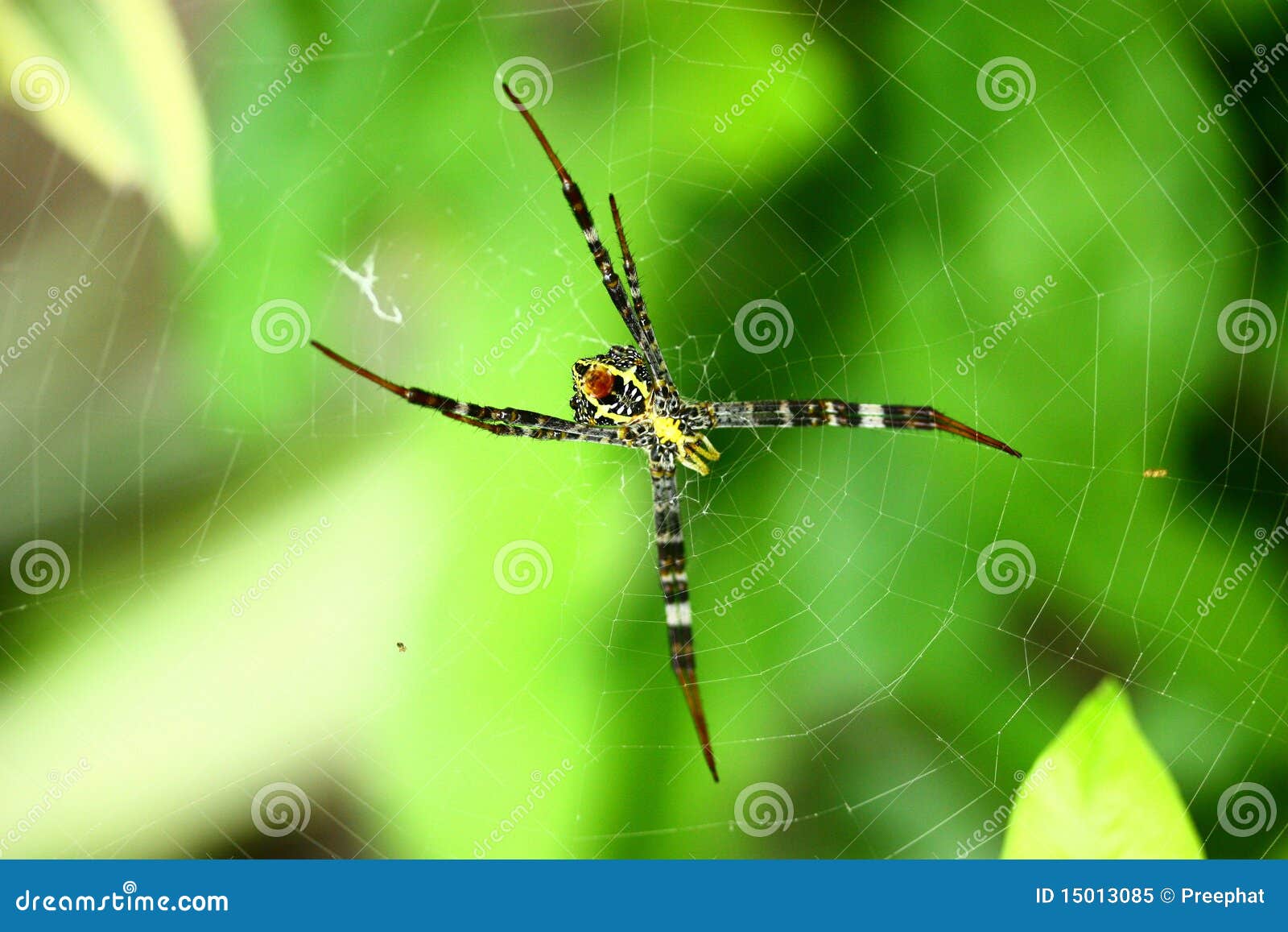 Colourful spider stock image. Image of cobweb, animals - 15013085