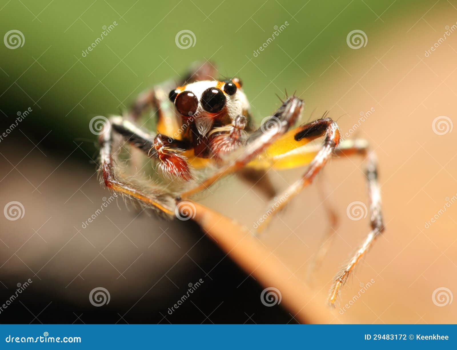 Colourful Spider Stand Photos - Free & Royalty-Free Stock Photos from ...