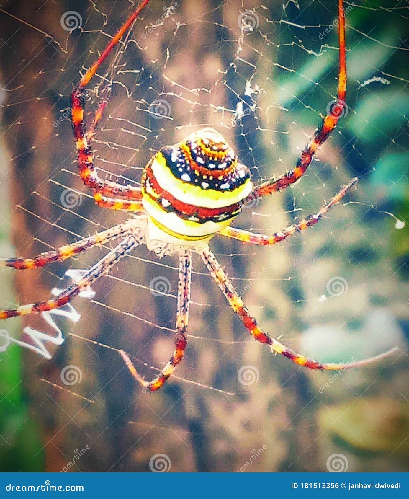 The Colourful Spider in the Dense Forest of Amazon Stock Photo - Image ...