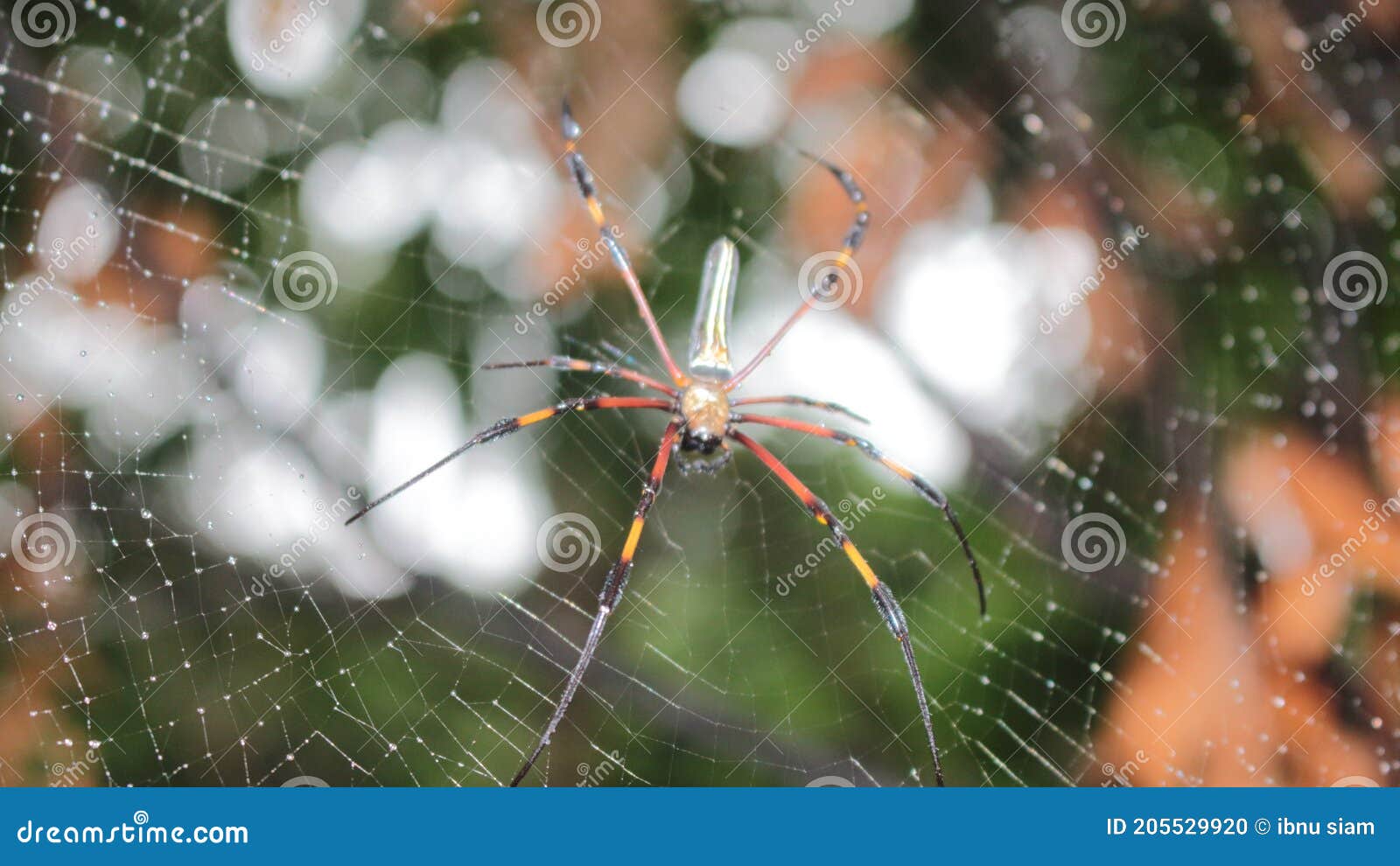 Colourful Spider Move on His Web Stock Photo - Image of look, nice ...