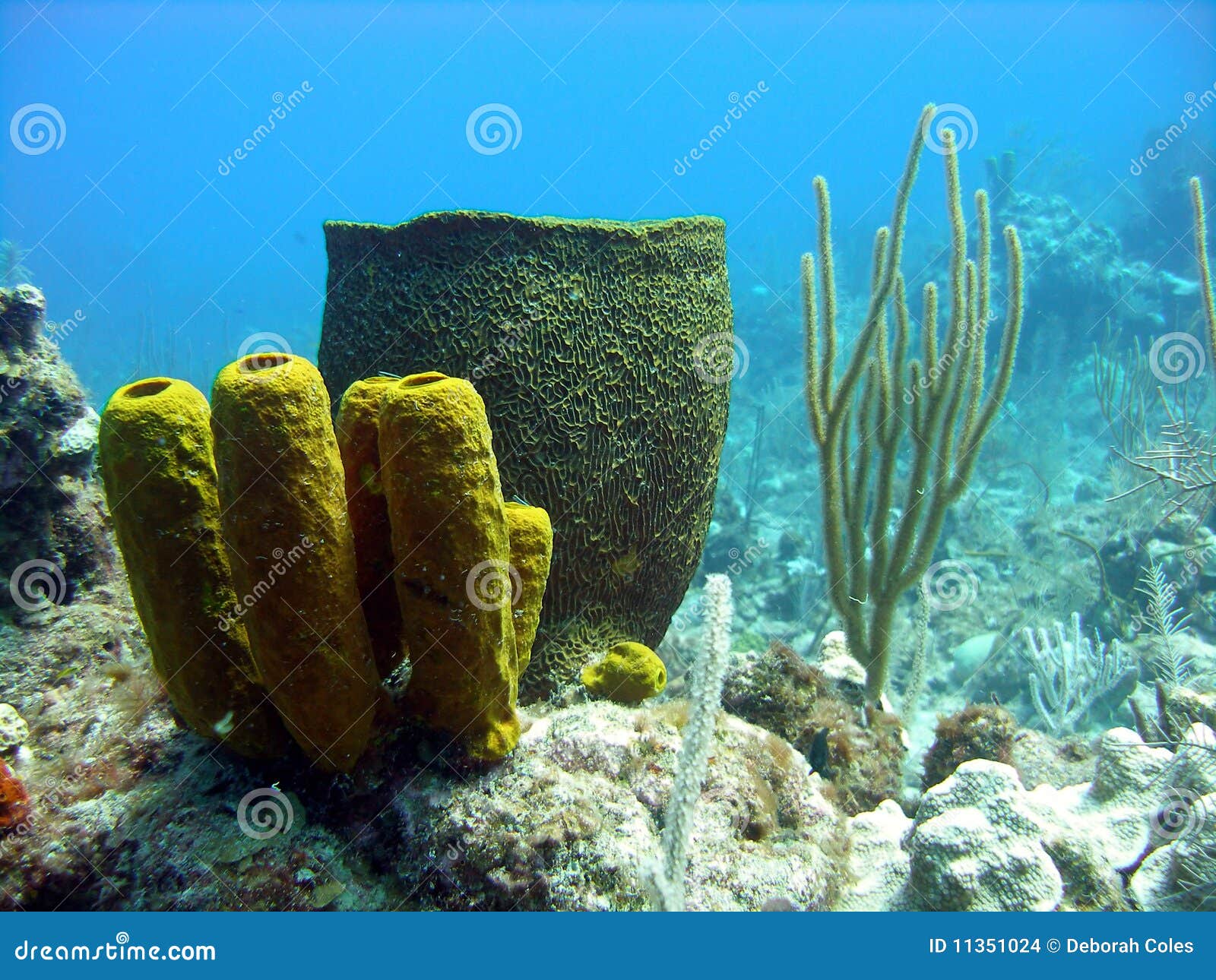 Colourful sponges stock photo. Image of water, sponge - 11351024