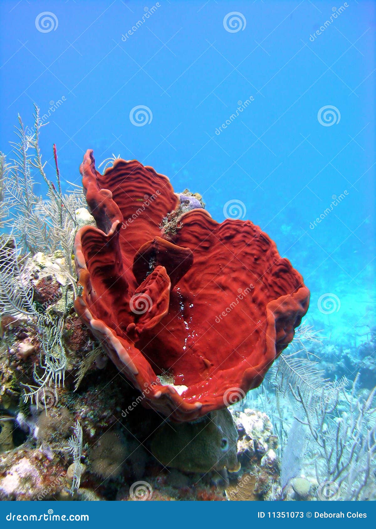 Colourful sponges stock image. Image of colourful, brown - 11351073