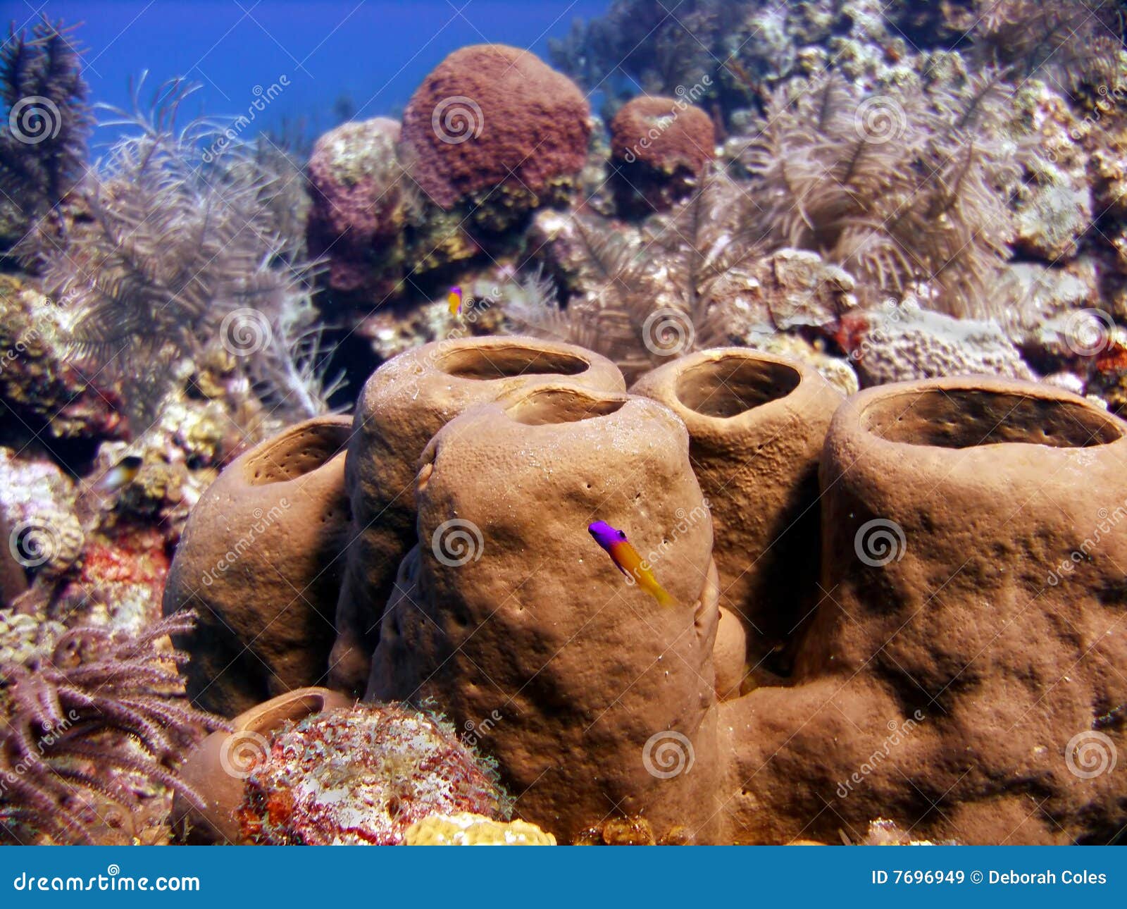 Colourful sponges stock image. Image of reef, caribbean - 7696949