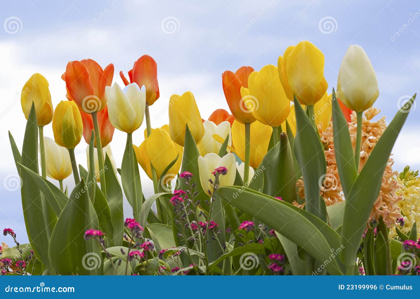 Colourful spring flowers. stock photo. Image of tulipa - 23199996