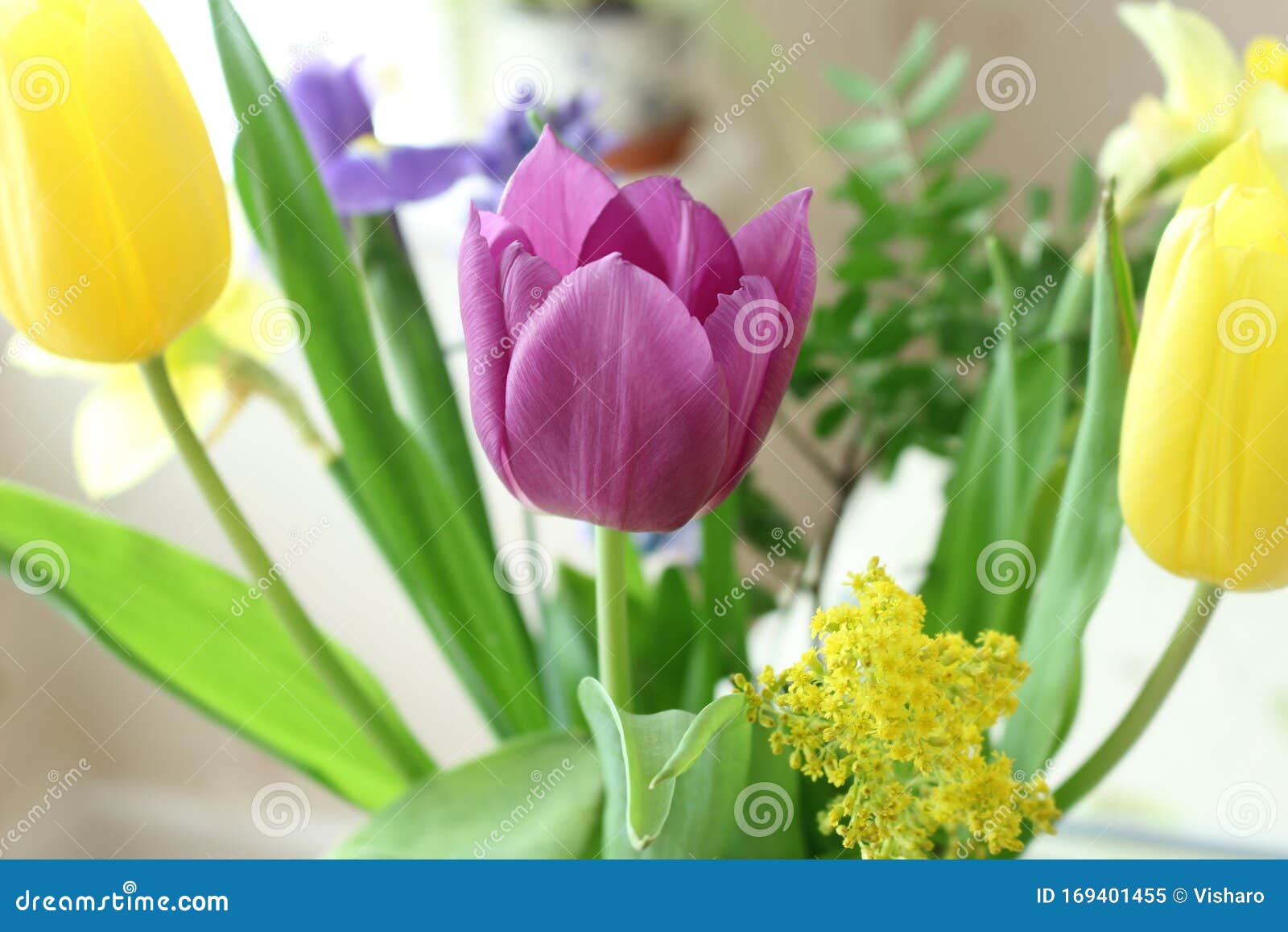 Colourful spring flowers stock image. Image of bloom - 169401455