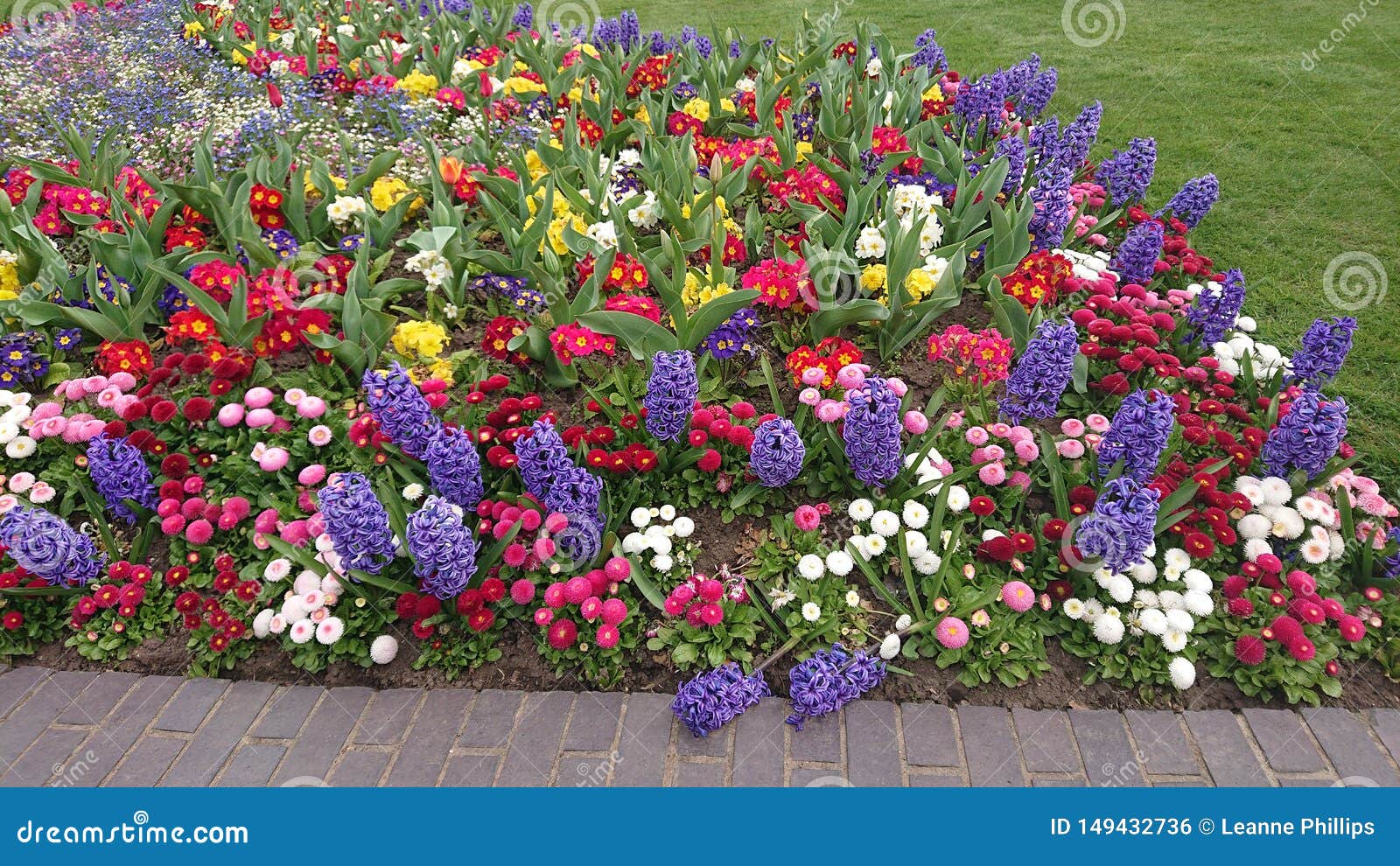 Colourful Spring Flowers in Daytime Stock Photo - Image of daytime ...