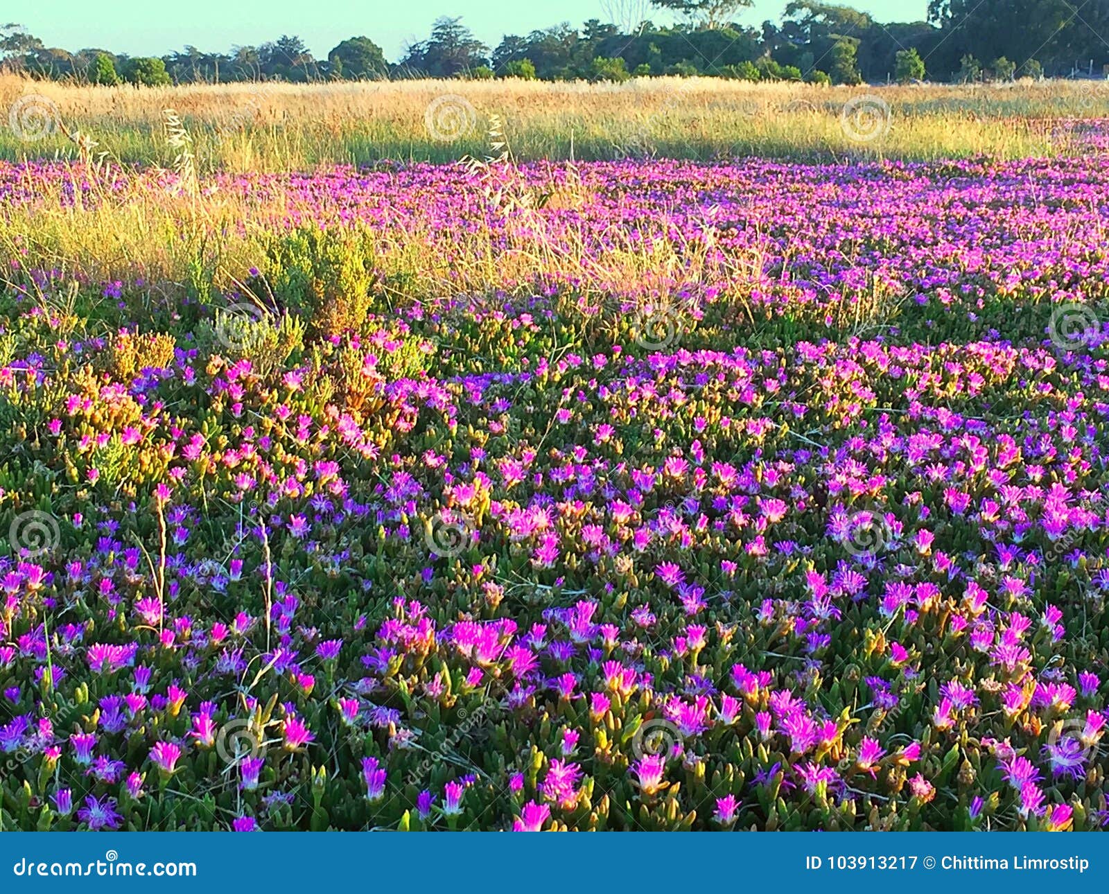 Colourful of Spring season stock image. Image of spring - 103913217