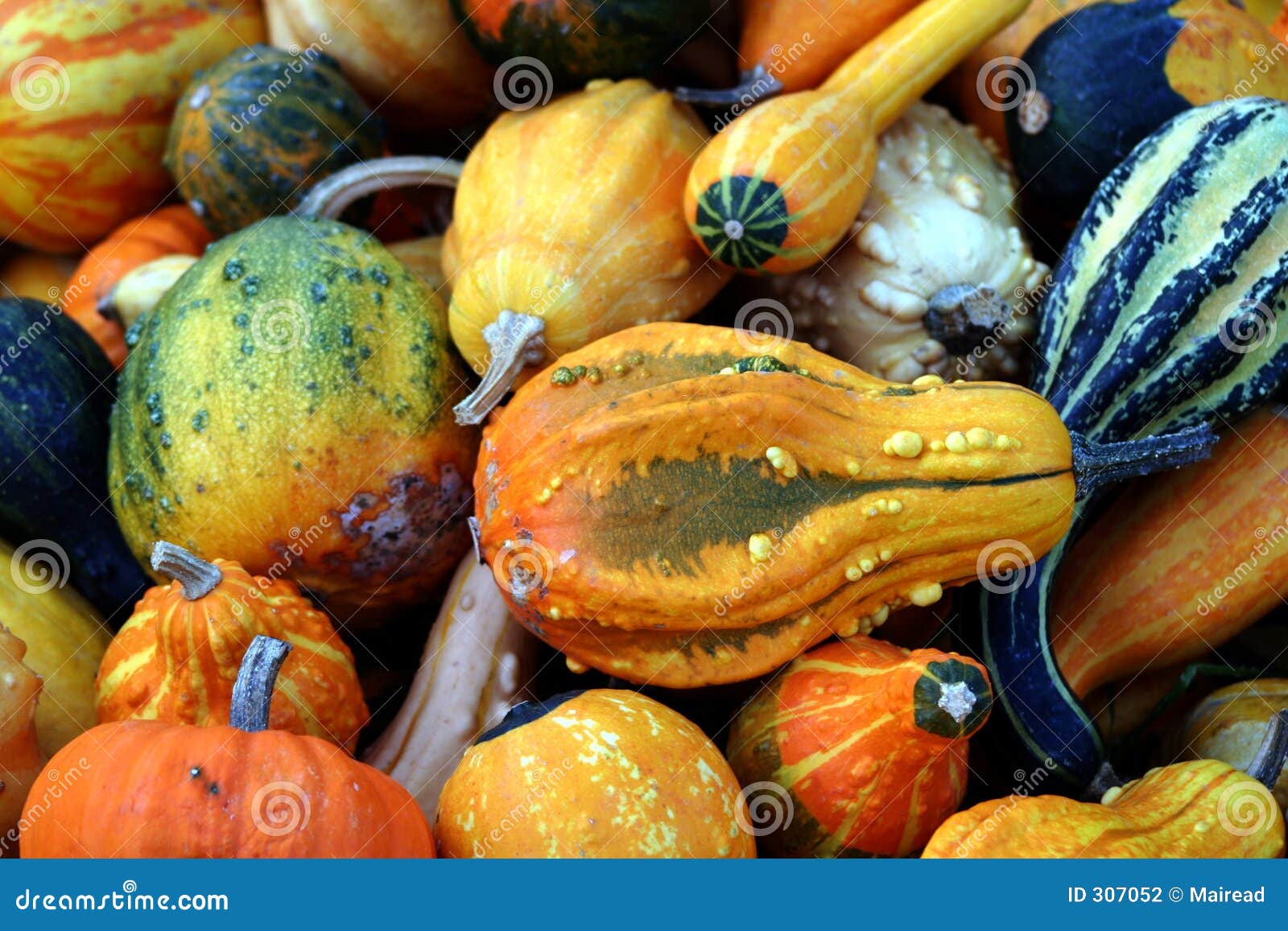 Colourful squash stock photo. Image of colourful, squash - 307052