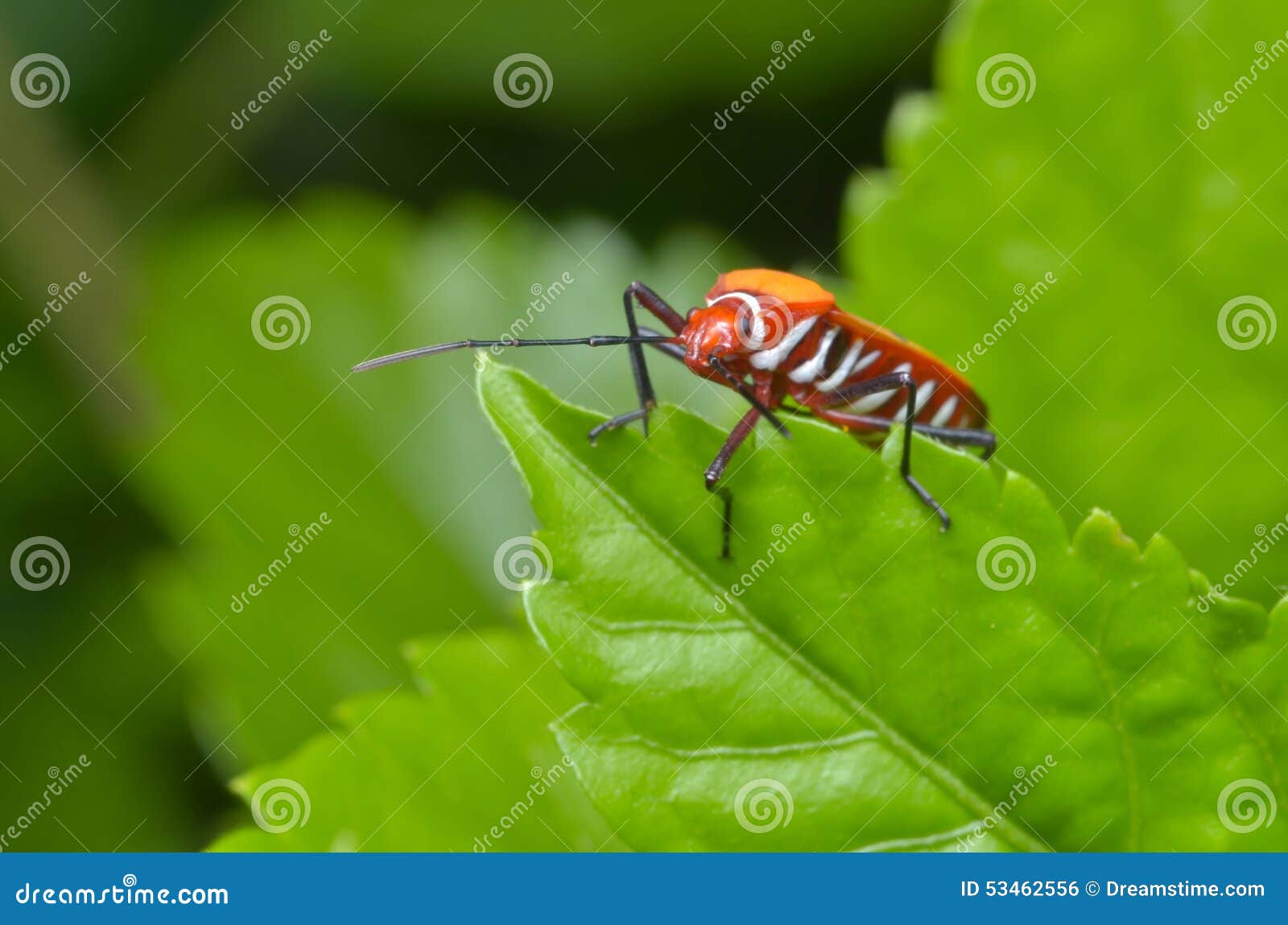 A colourful stink bug stock photo. Image of beautiful - 53462556