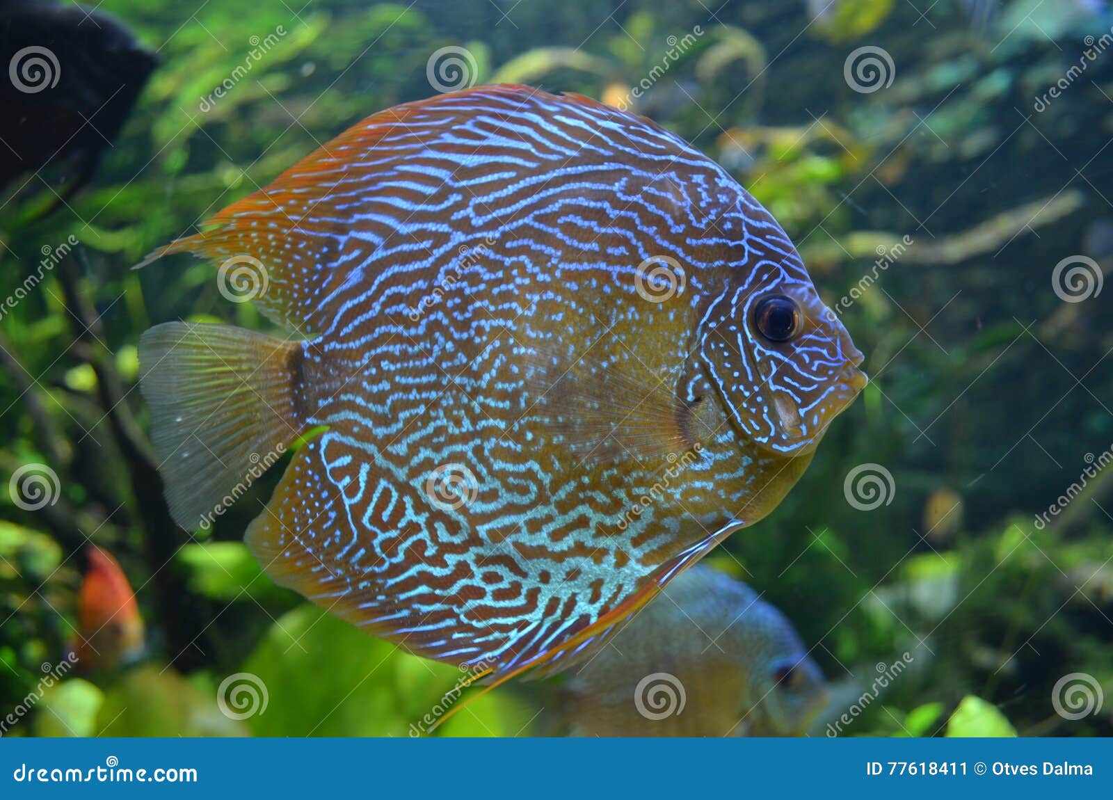 Colourful stripy fish stock image. Image of ocean, stripy - 77618411