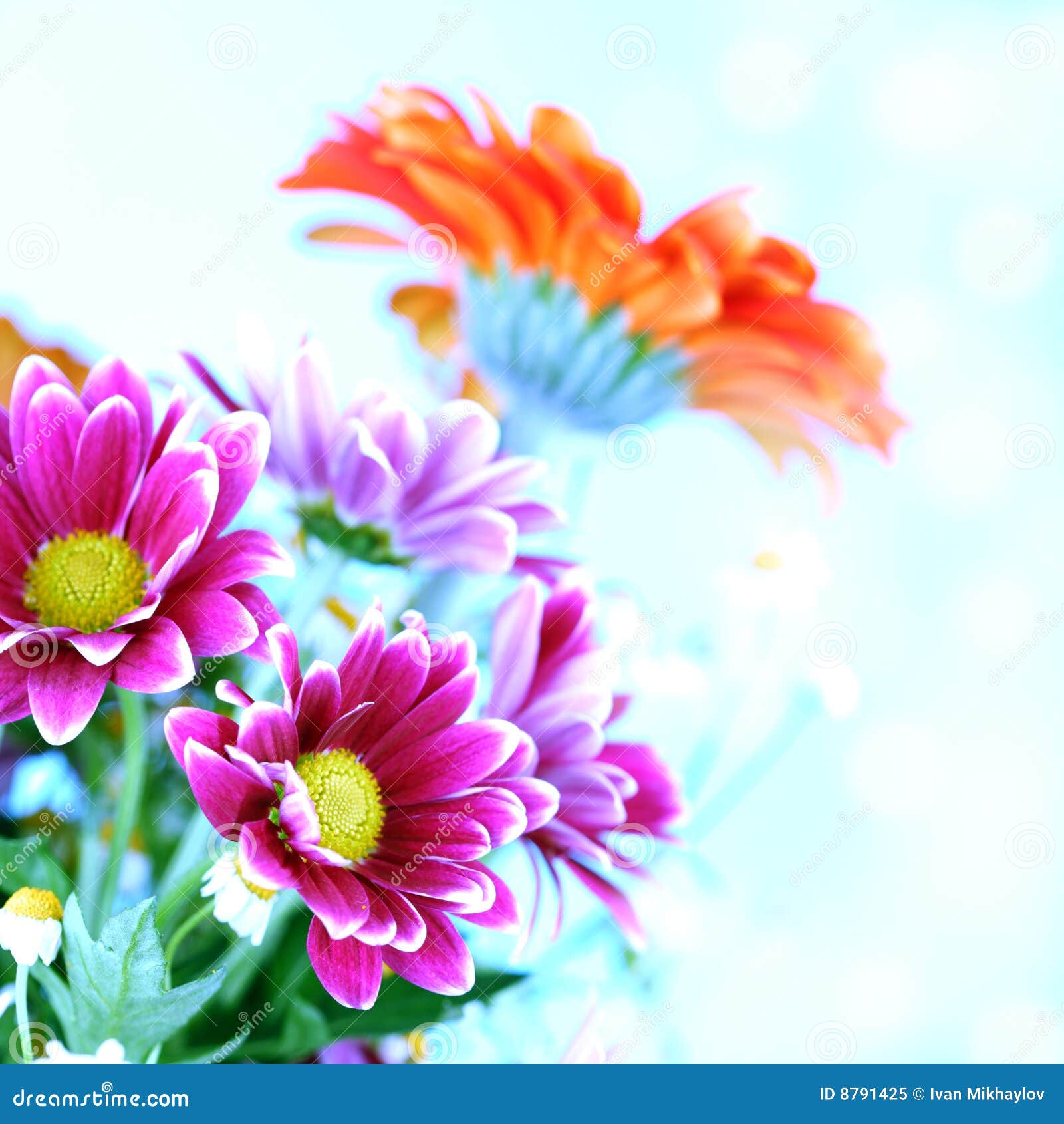 Colourful summer flowers stock image. Image of chamomiles - 8791425