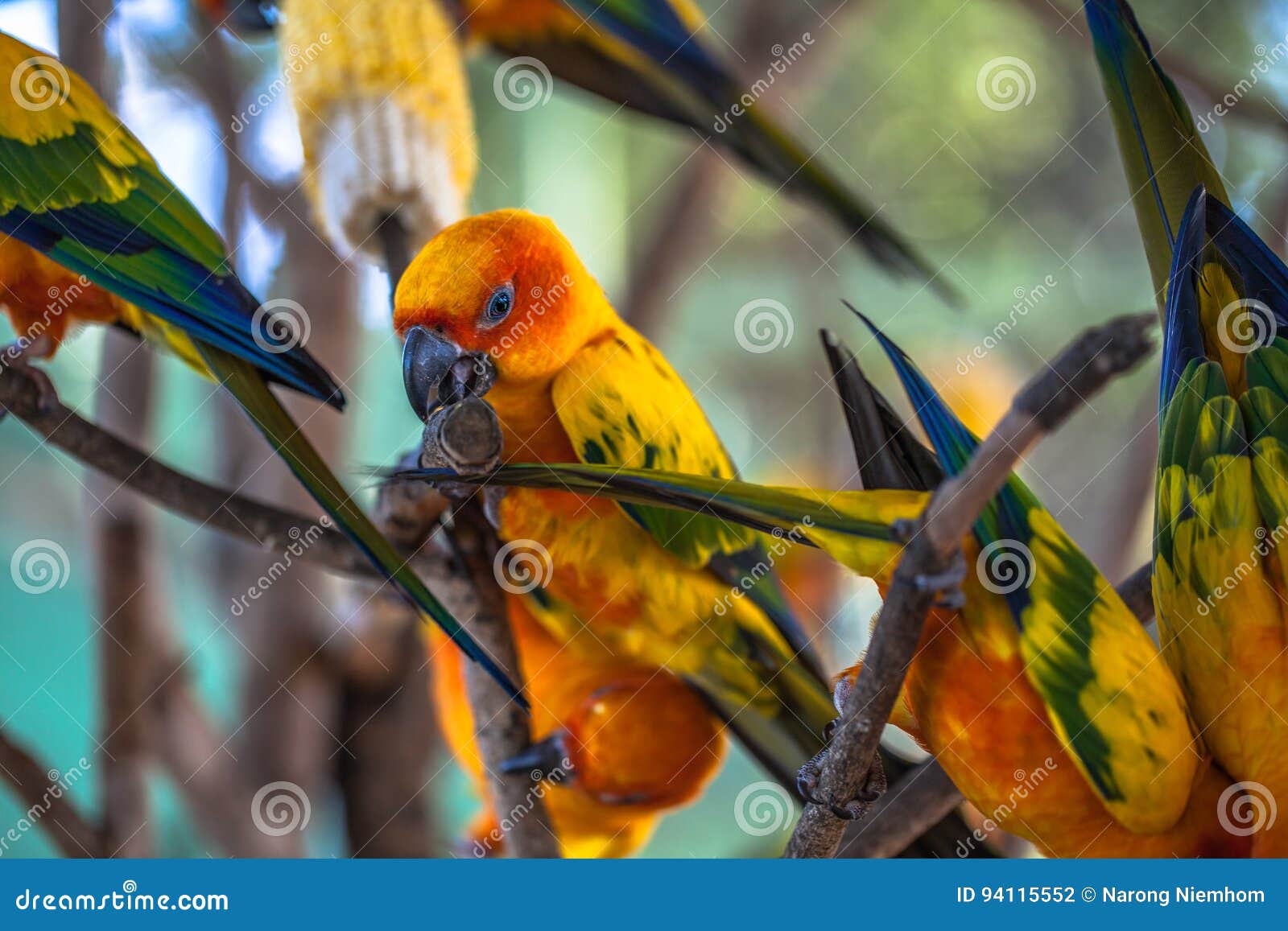 Colourful Sun Conure birds stock photo. Image of conure - 94115552