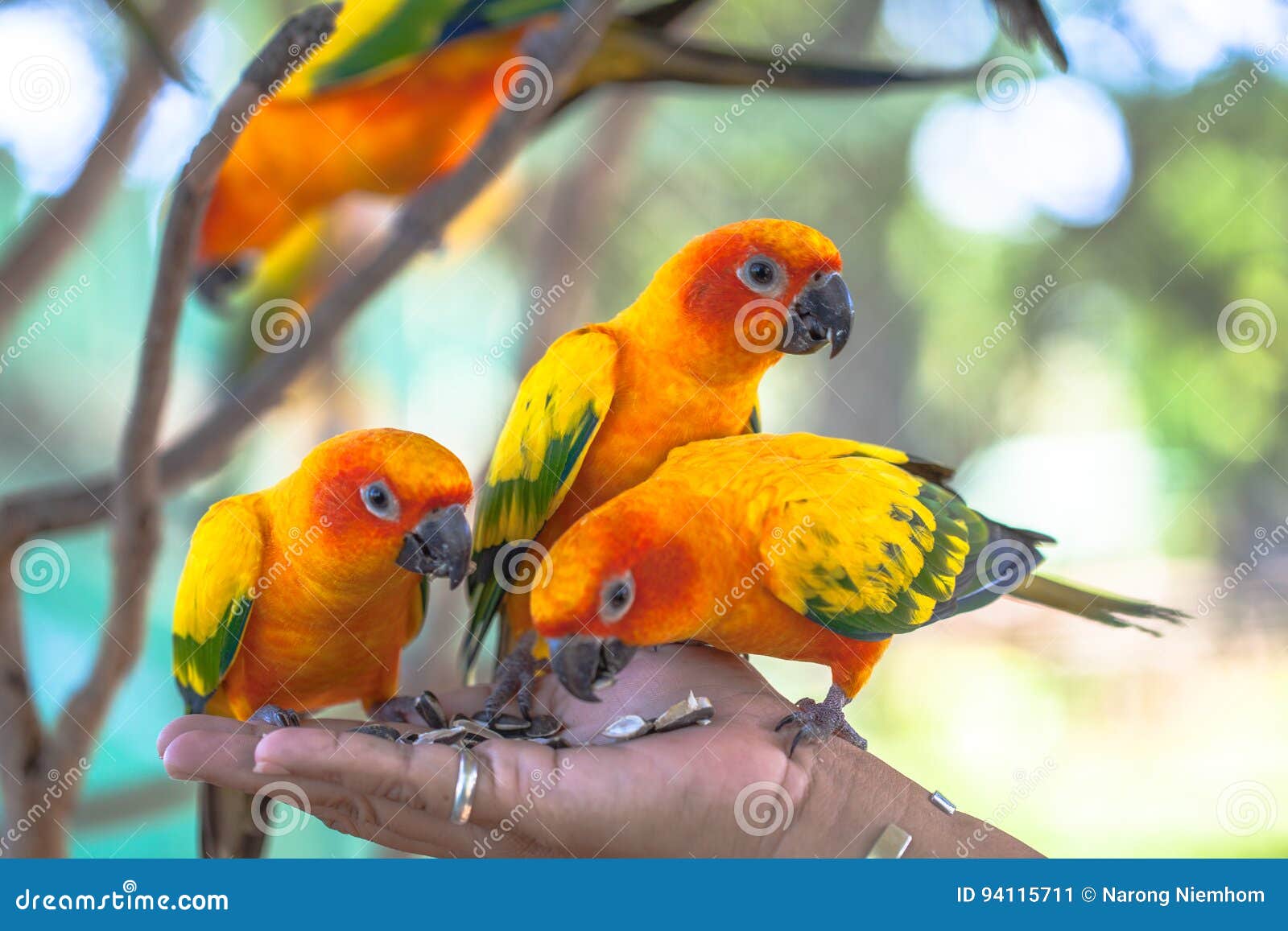 Colourful Sun Conure birds stock image. Image of colourful - 94115711