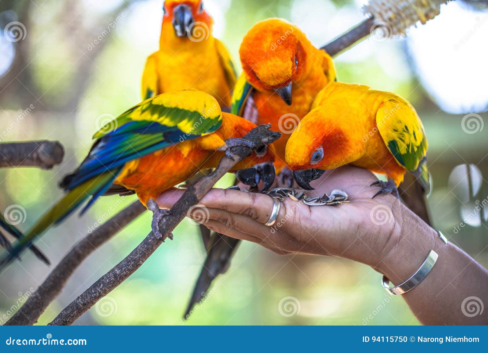 Colourful Sun Conure birds stock photo. Image of national - 94115750