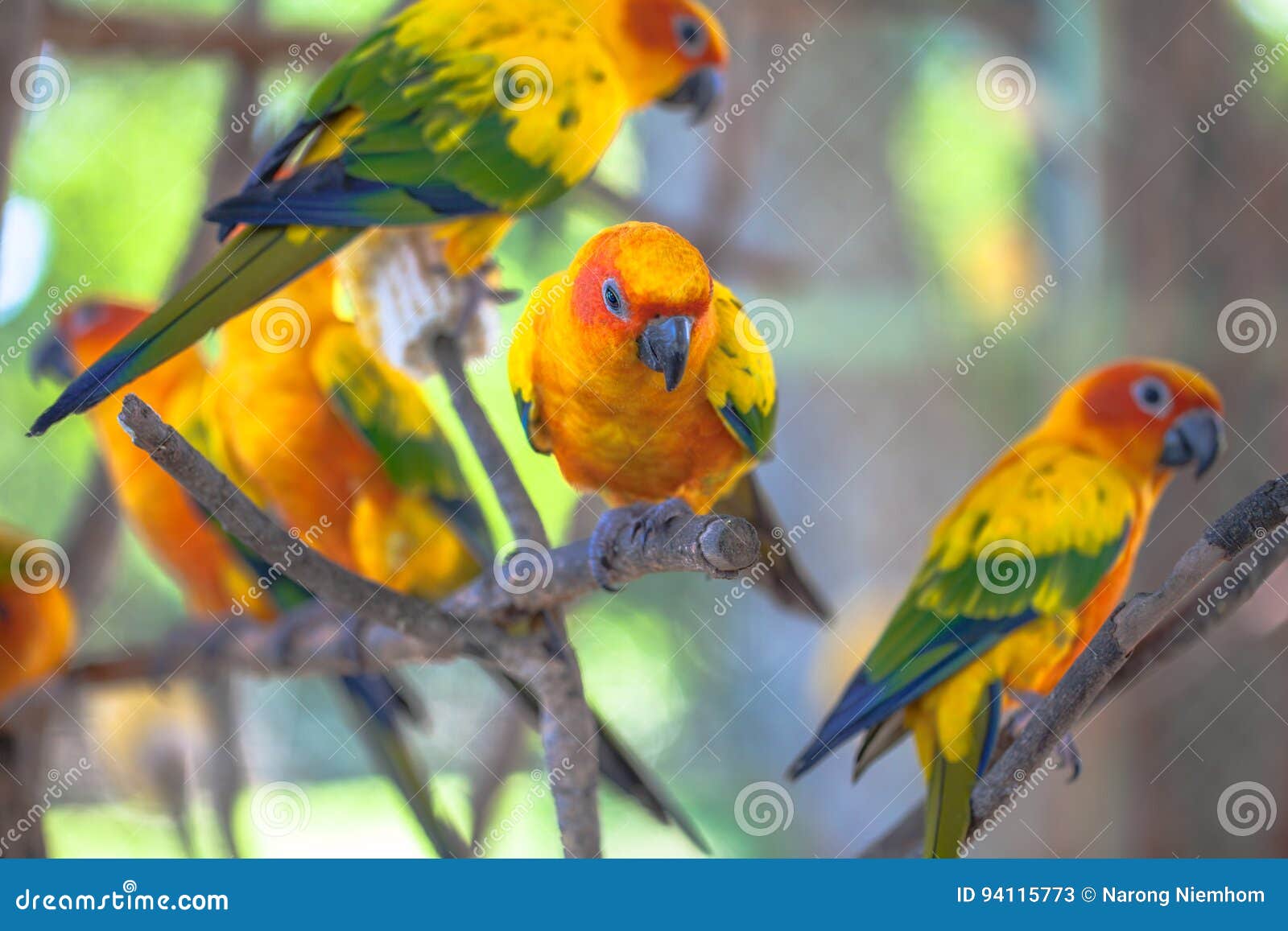 Colourful Sun Conure birds stock image. Image of conure - 94115773