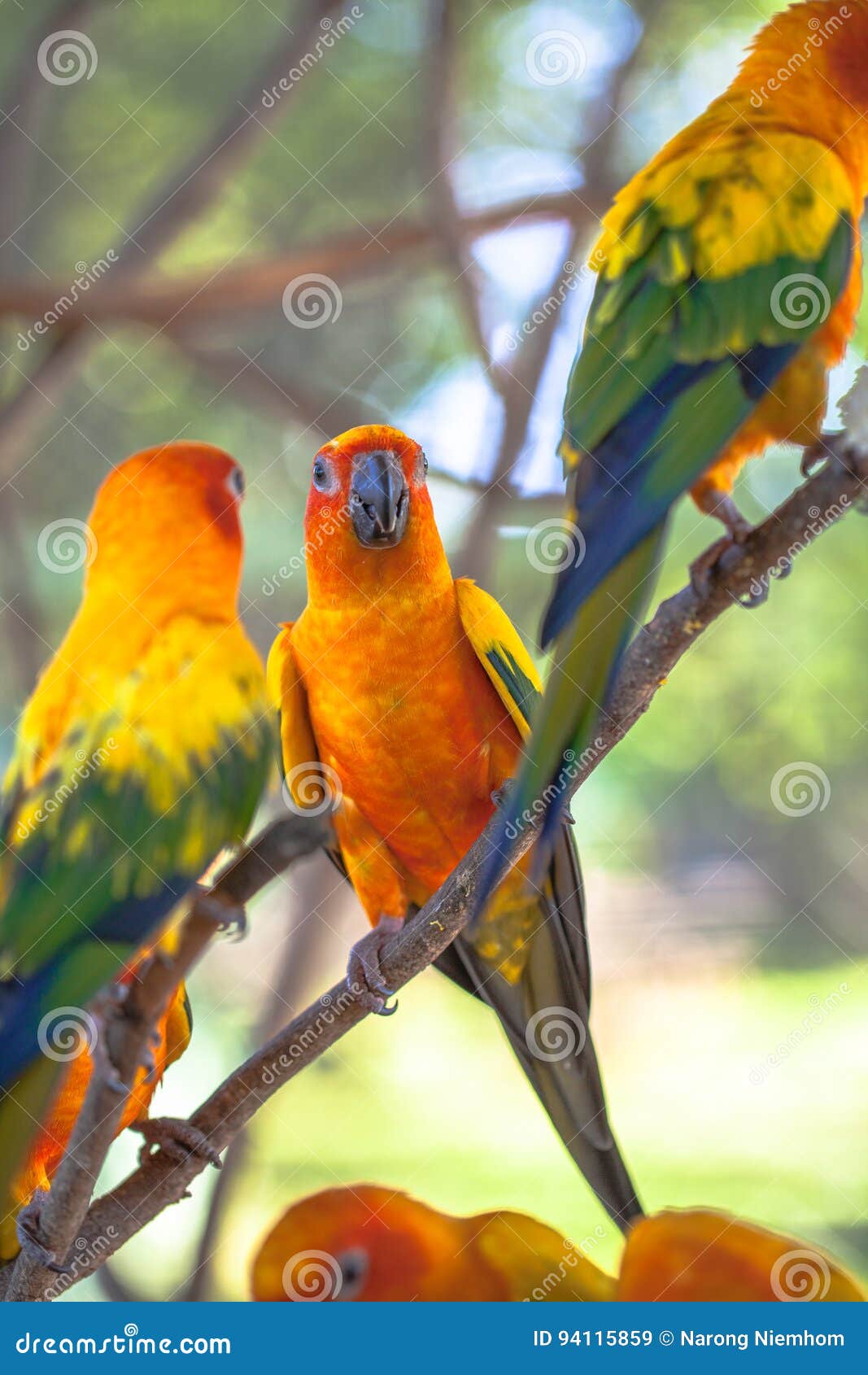 Colourful Sun Conure birds stock image. Image of yellow - 94115859