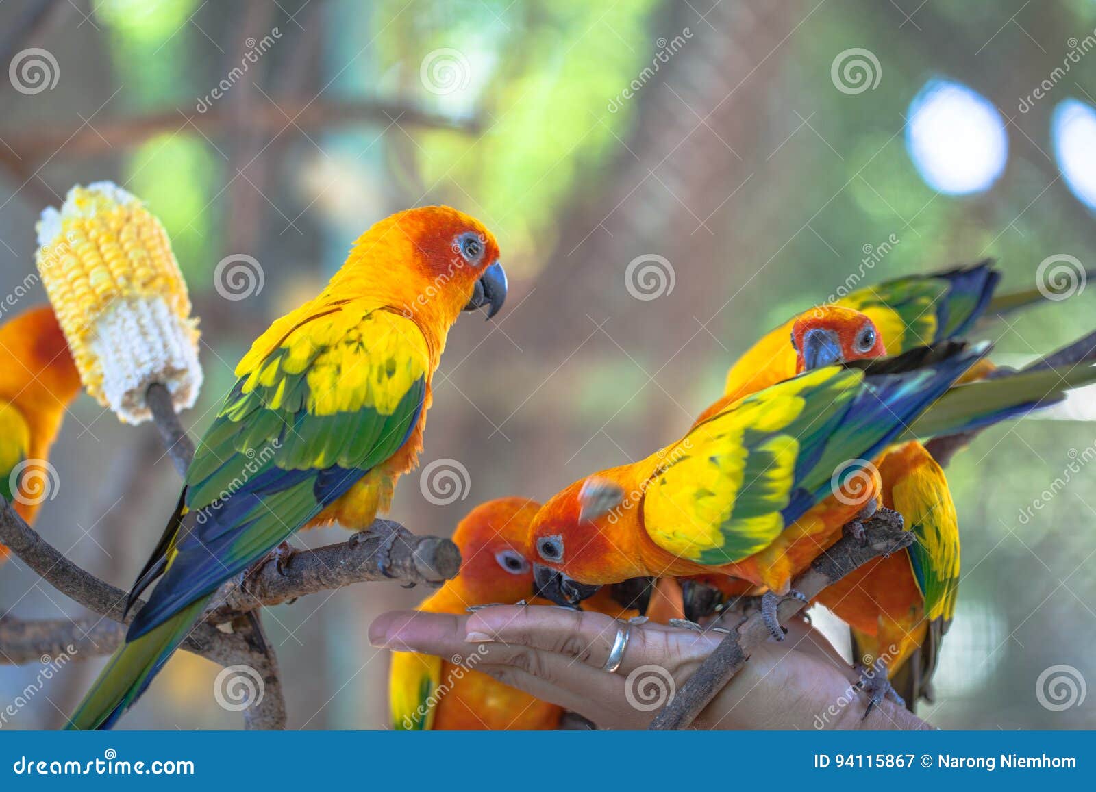 Colourful Sun Conure birds stock image. Image of tropical - 94115867