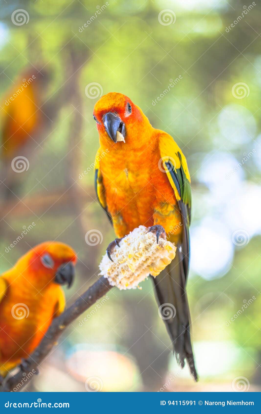 Colourful Sun Conure birds stock image. Image of beautiful - 94115991