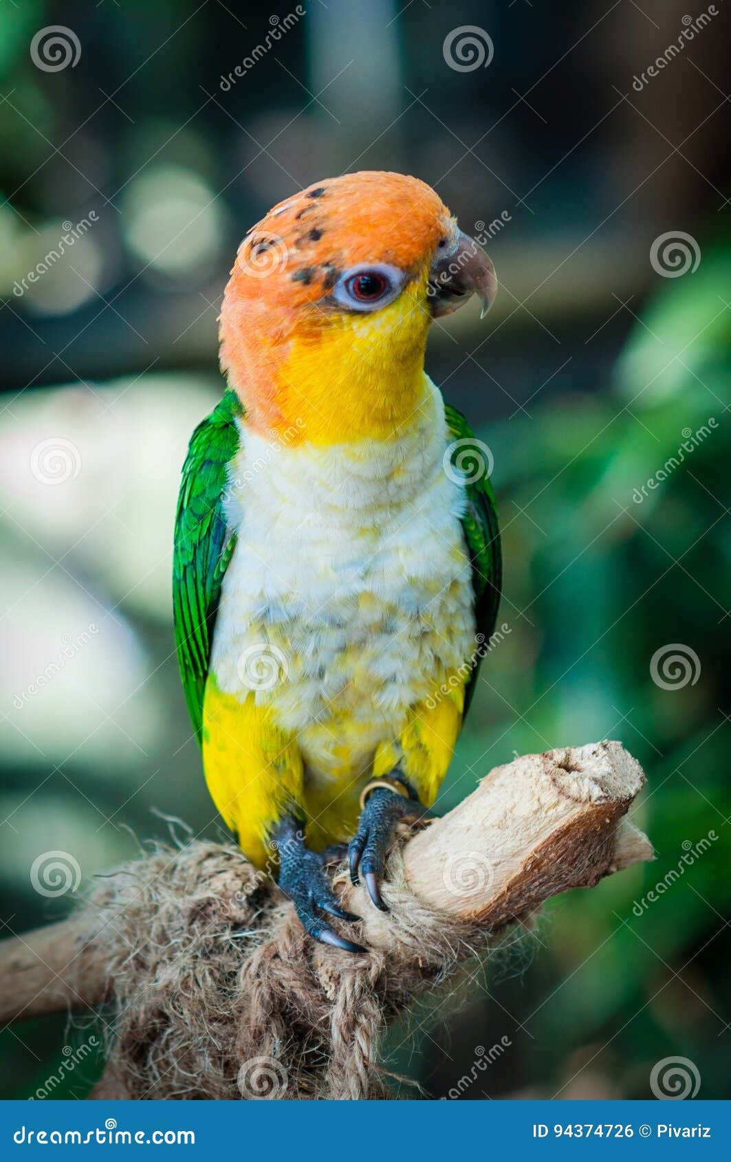 Colourful Sun Conure Parrot Bird Stock Photo - Image of gold, orange ...