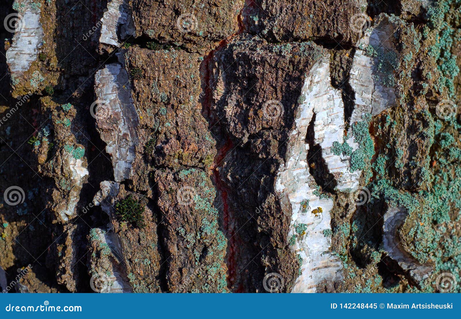 Colourful Texture of Bark Tree with Blue Moss Stock Image - Image of ...