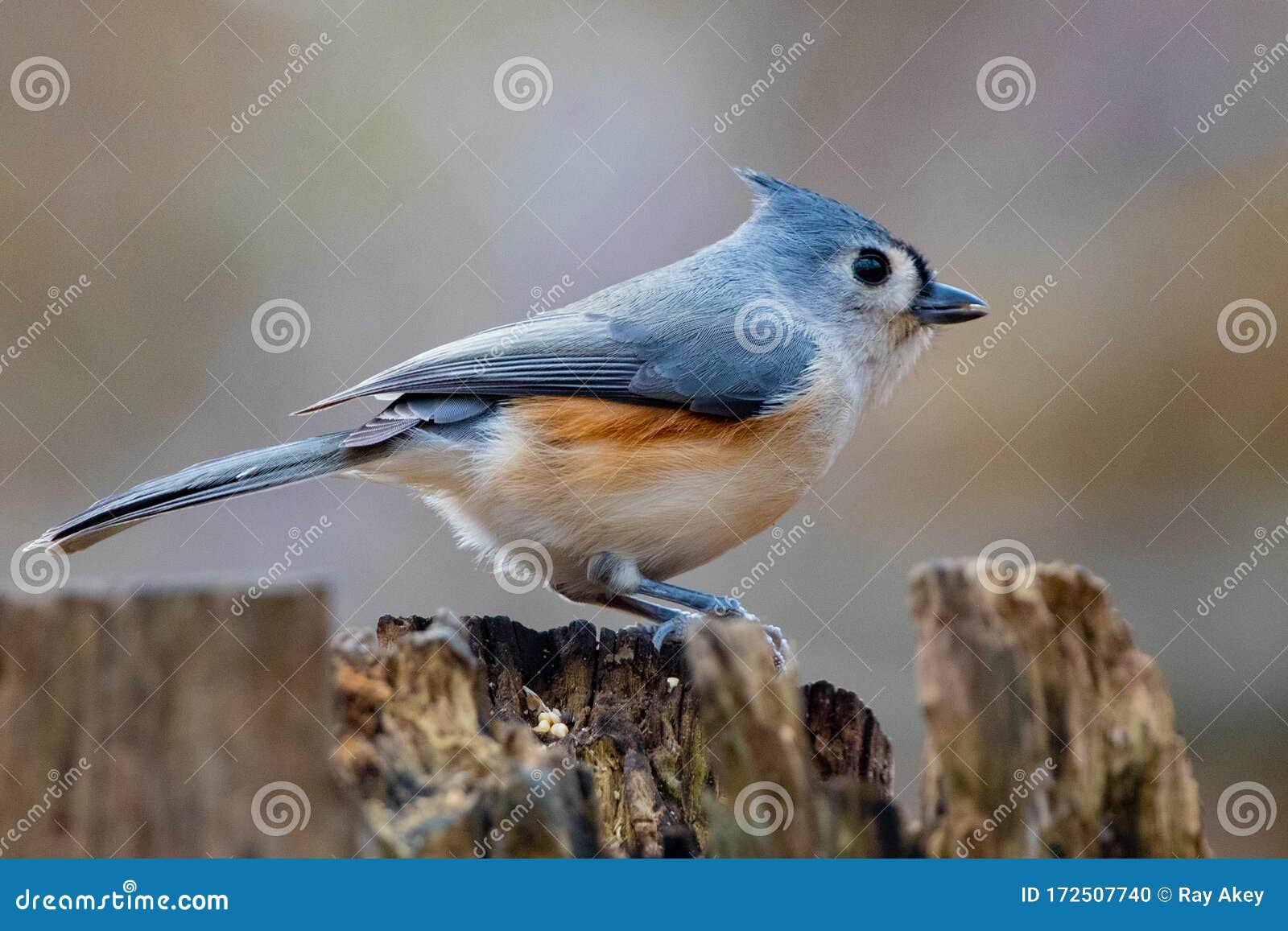 Colourful Tiny Blue, Rust and White Tufted Titmouse Perched on Tree ...