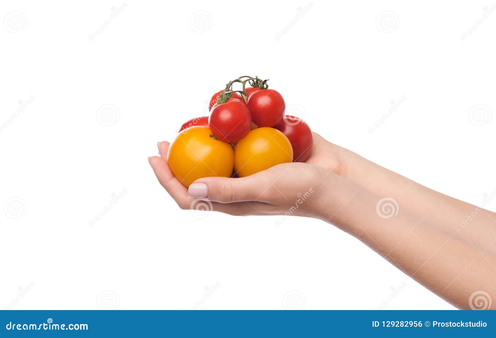 Colourful Tomatoes in Hands after Growing Isolated on White Stock Photo ...