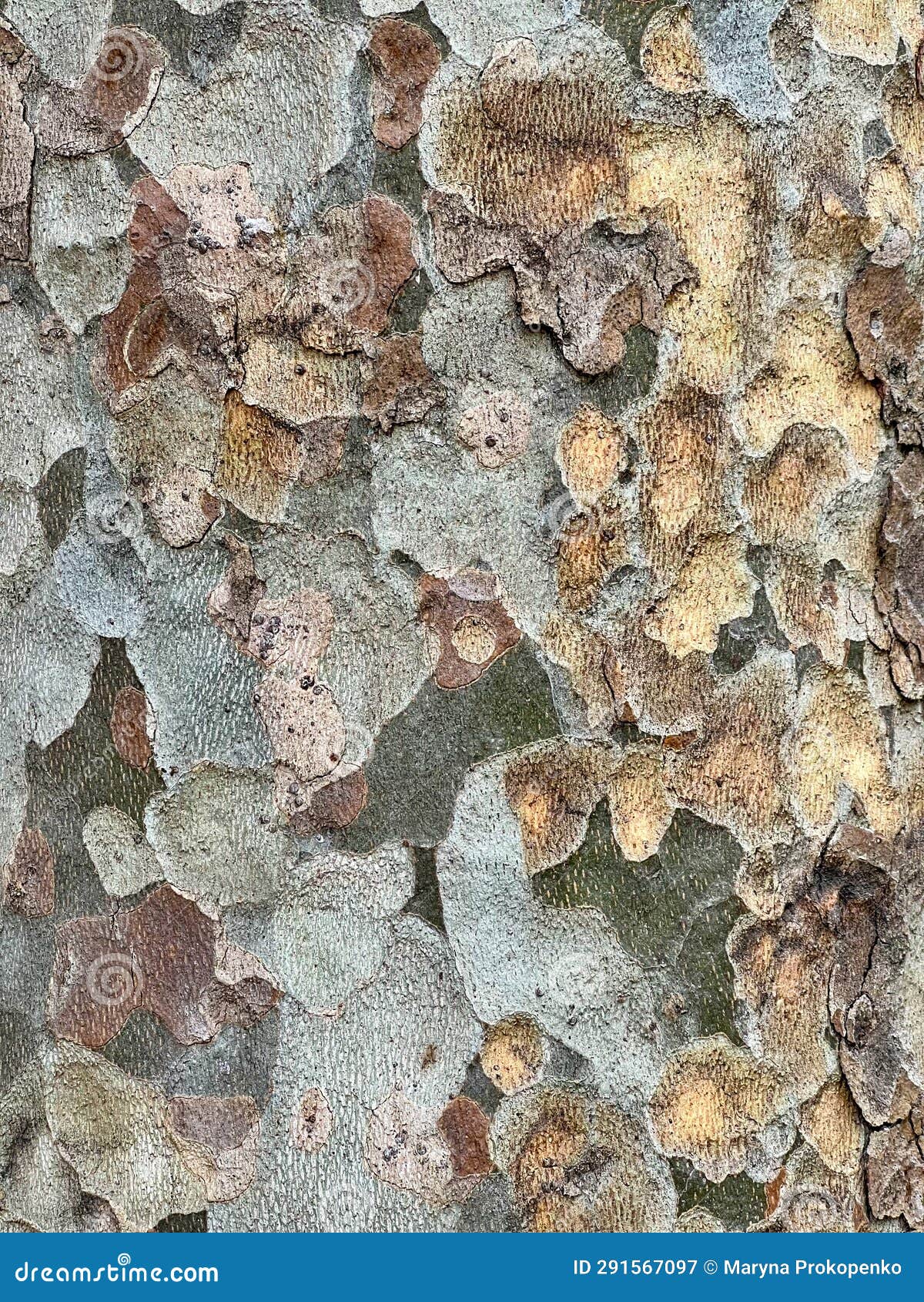 Colourful Tree Bark Similar To Scales. Botanical Pattern, Close-up ...