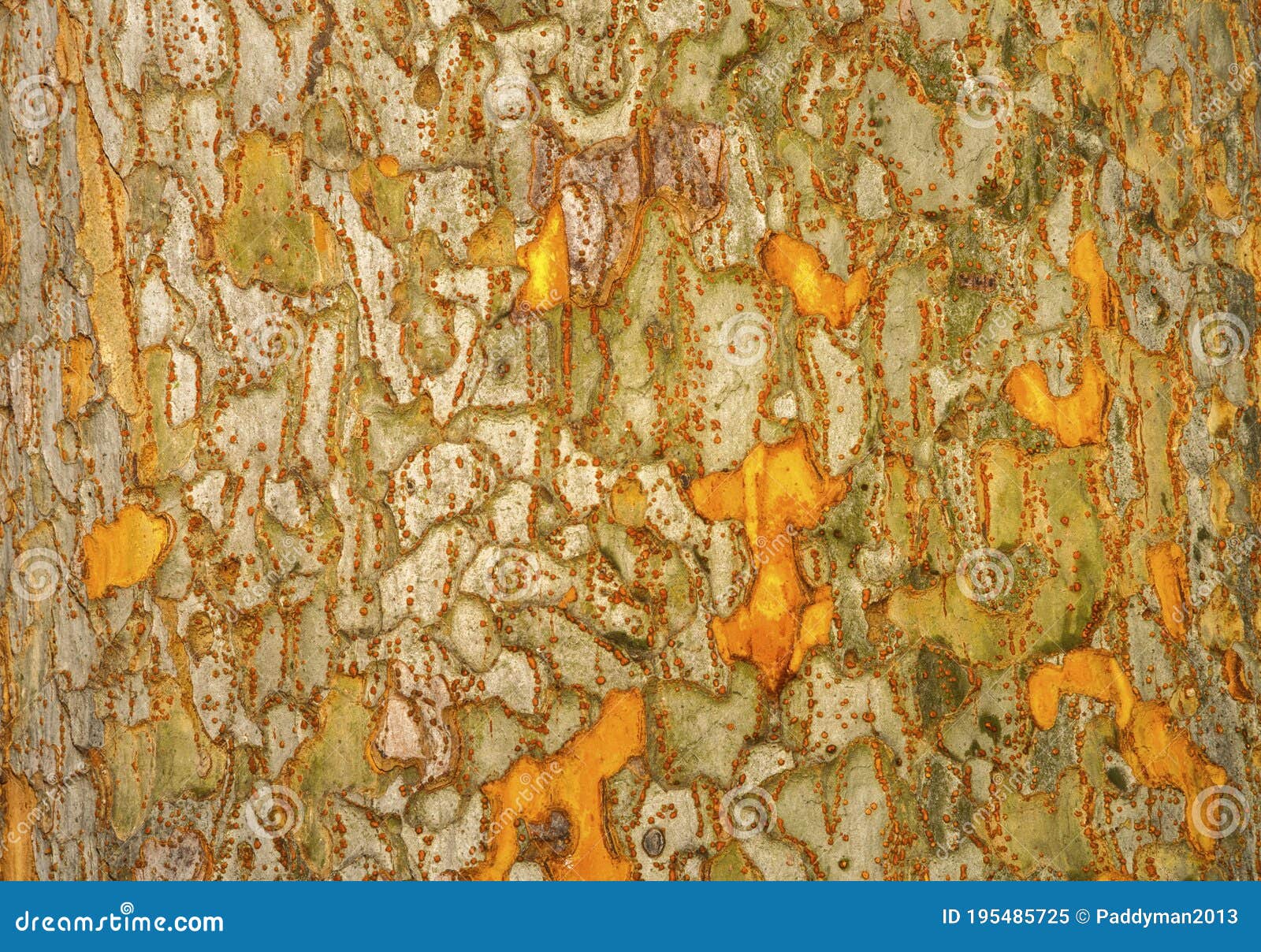 Colourful Tree Bark with Various Colours Stock Image - Image of nature ...