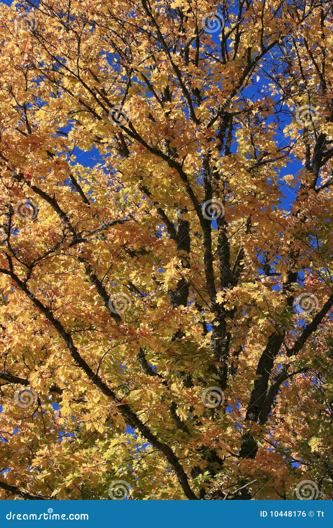 Colourful tree branch stock photo. Image of tree, treebranch - 10448176