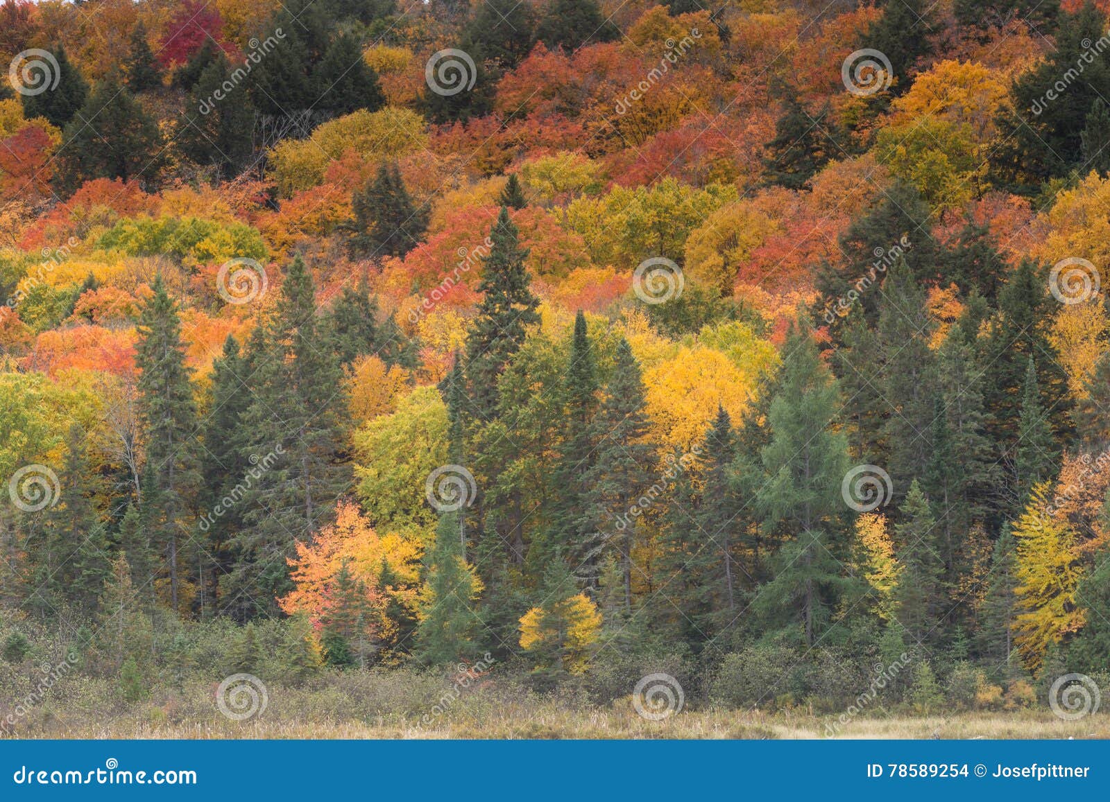 Colourful Trees in a Fall Setting Stock Photo - Image of leaf ...