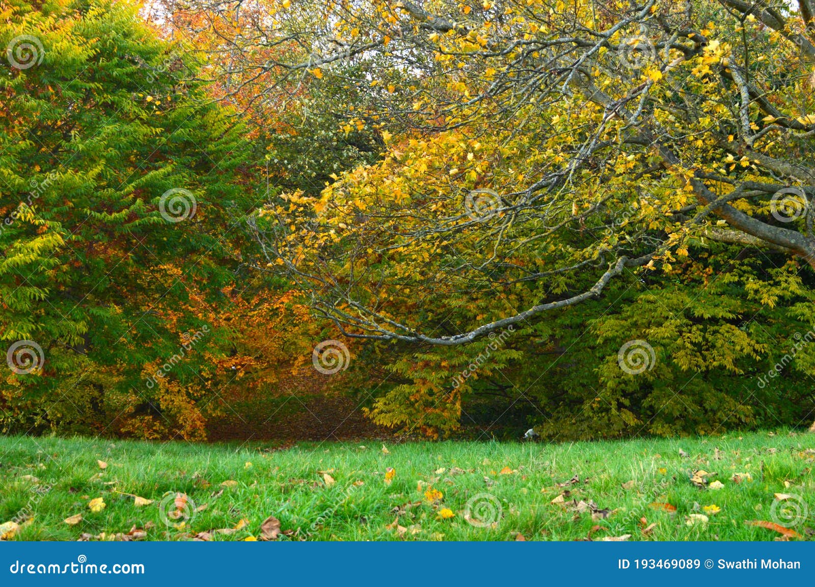 Colourful trees stock image. Image of blue, garden, beautiful - 193469089