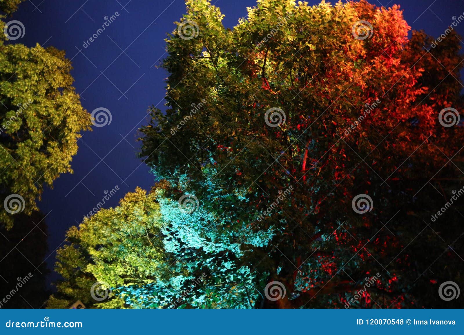 Colourful trees stock photo. Image of beautiful, lighting - 120070548