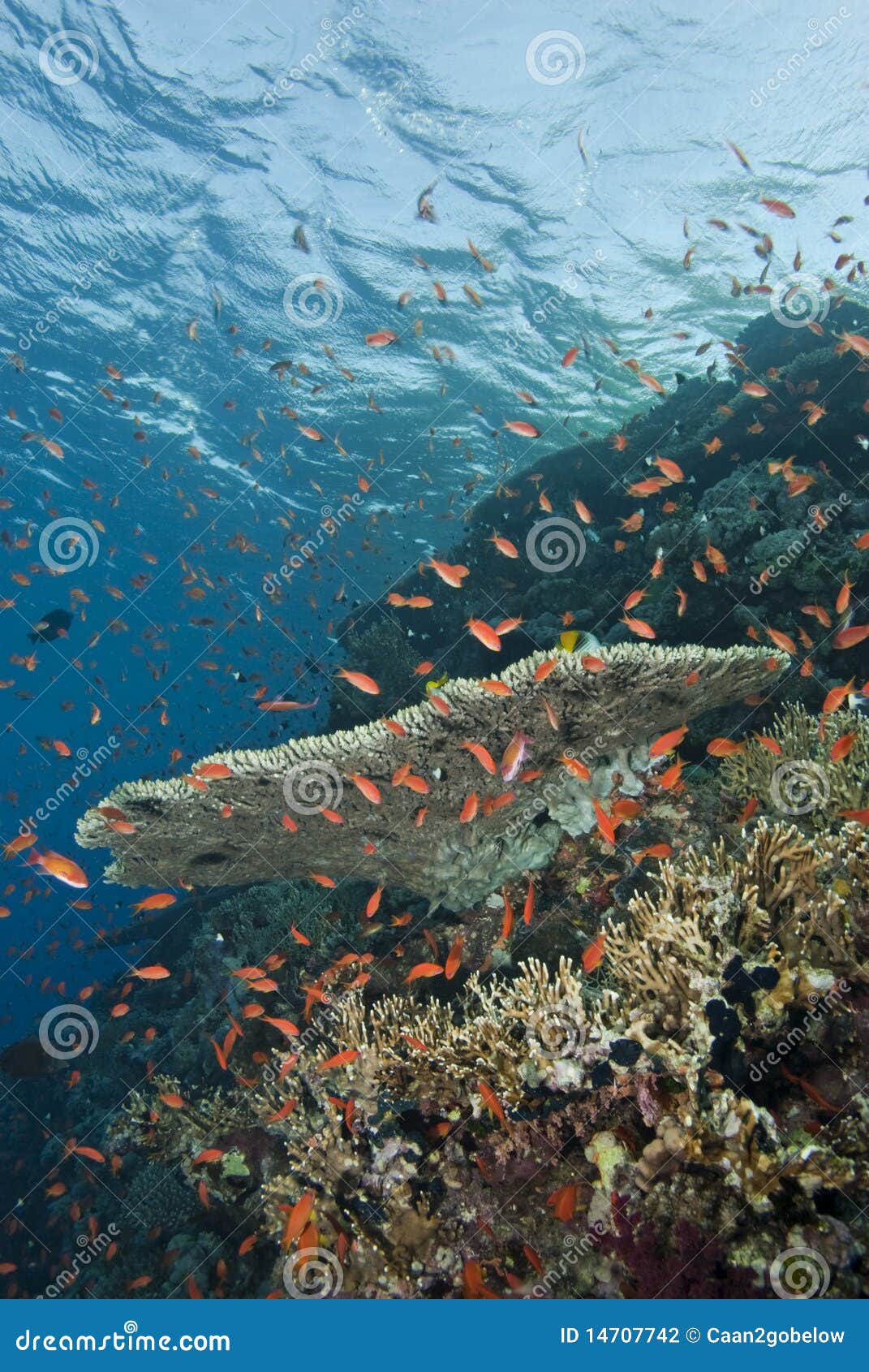 Colourful Tropical Coral Reefscape. Stock Photo - Image of beauty ...