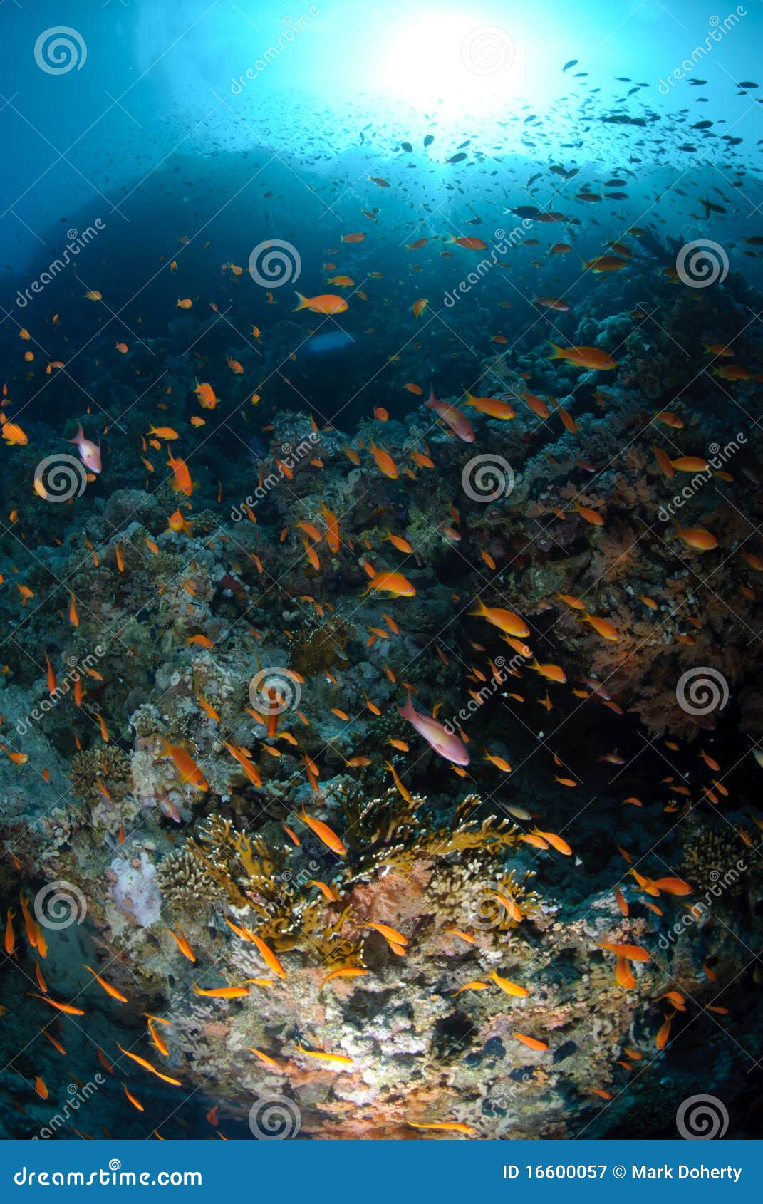 Colourful Tropical Reef And Shoal Of Fish Stock Image - Image of wide ...
