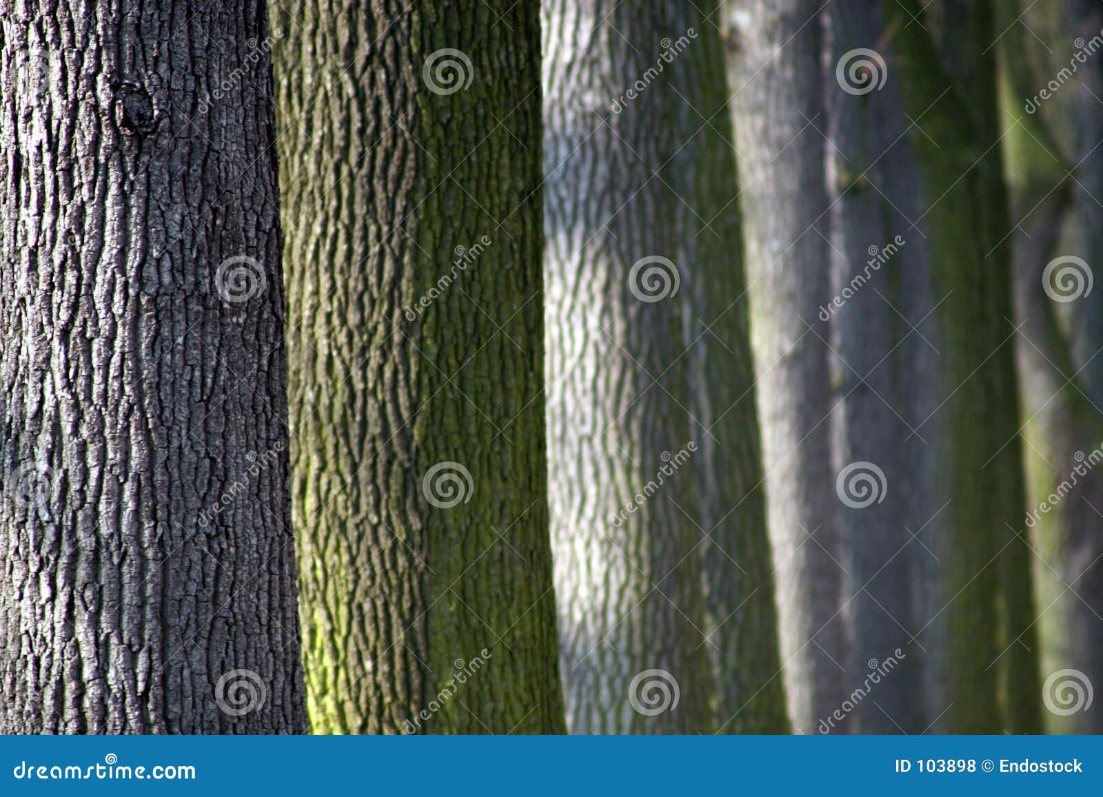 Colourful trunks of trees stock photo. Image of light, relax - 103898