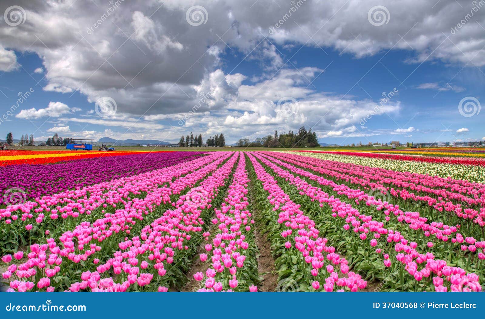 Colourful tulip field stock photo. Image of delicate - 37040568