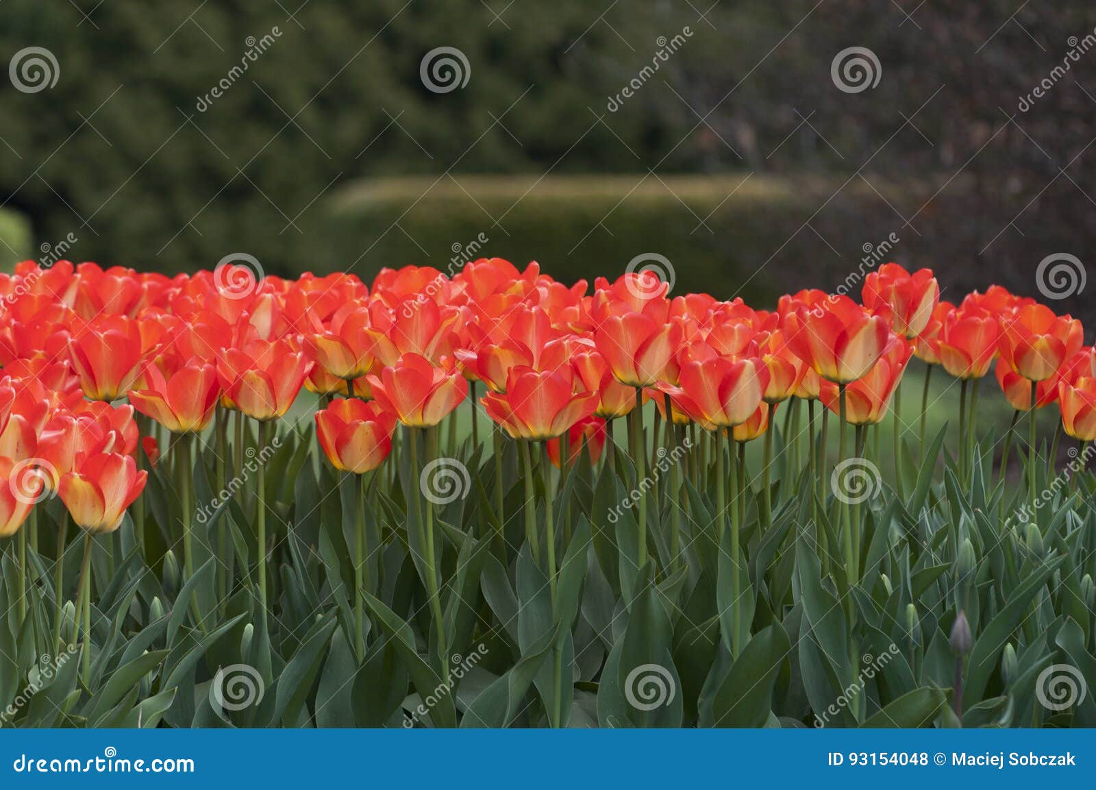 Colourful Tulip Flowers in Poland Stock Photo - Image of ornamental ...
