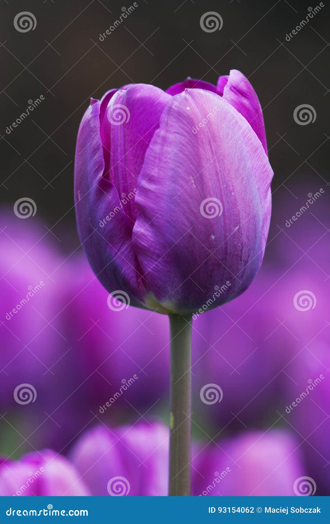 Colourful Tulip Flowers in Poland Stock Photo - Image of springtime ...