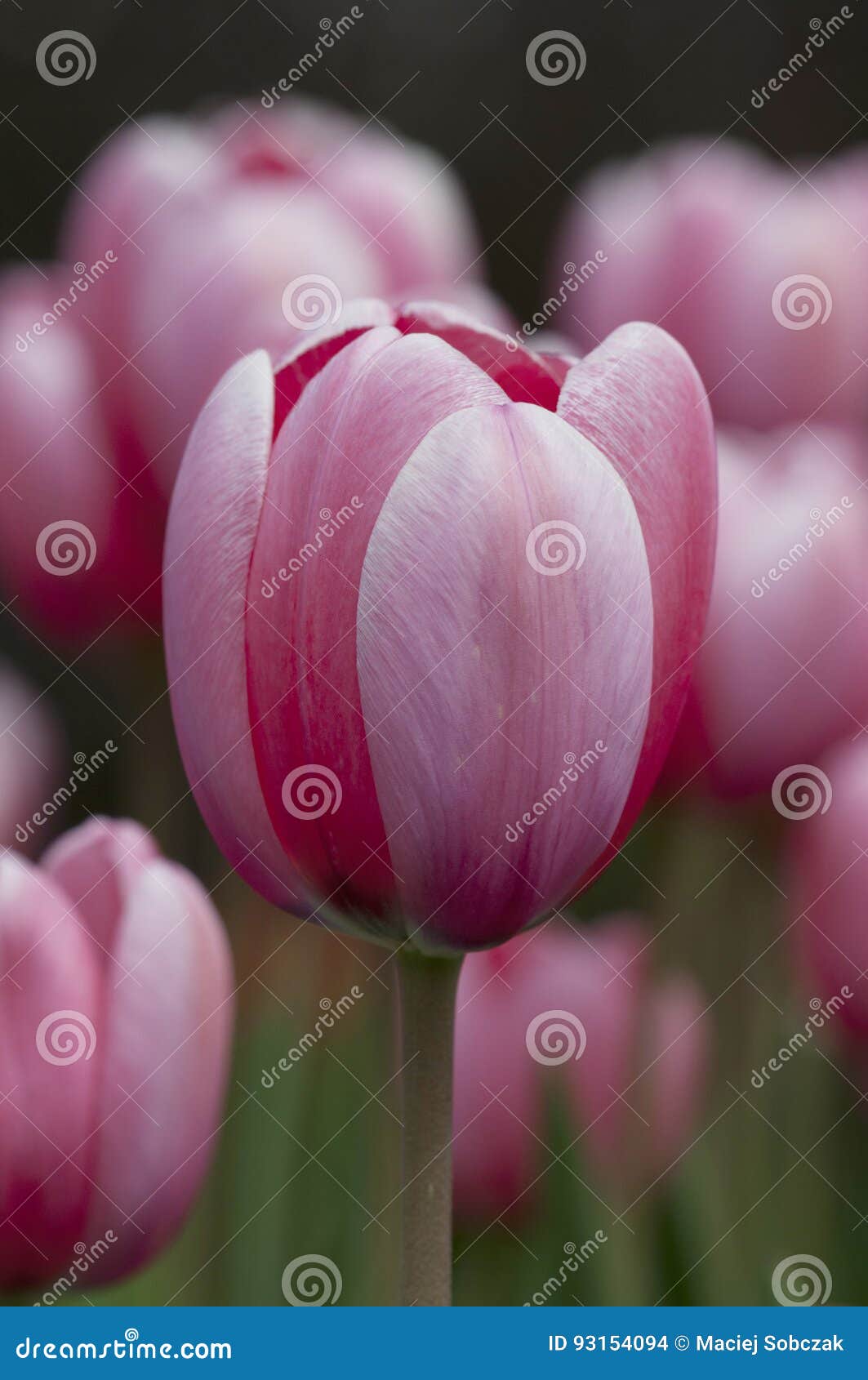 Colourful Tulip Flowers in Poland Stock Photo - Image of springtime ...
