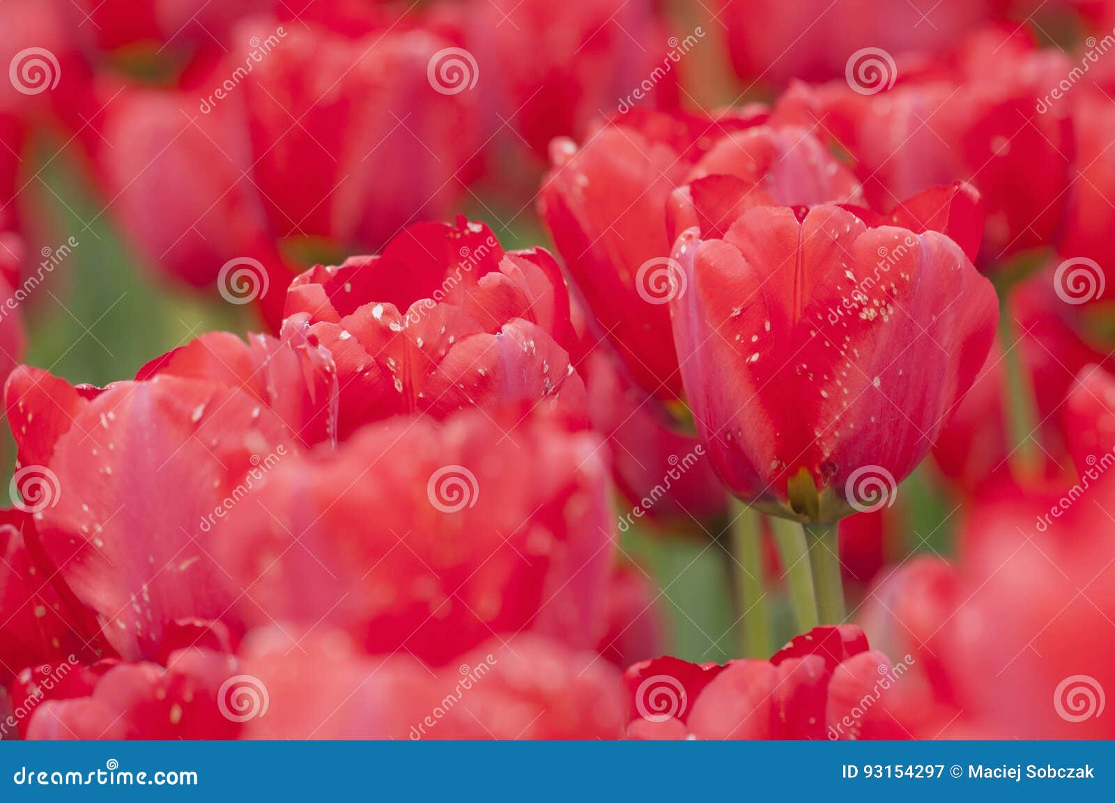 Colourful Tulip Flowers in Poland Stock Image - Image of formal, focus ...