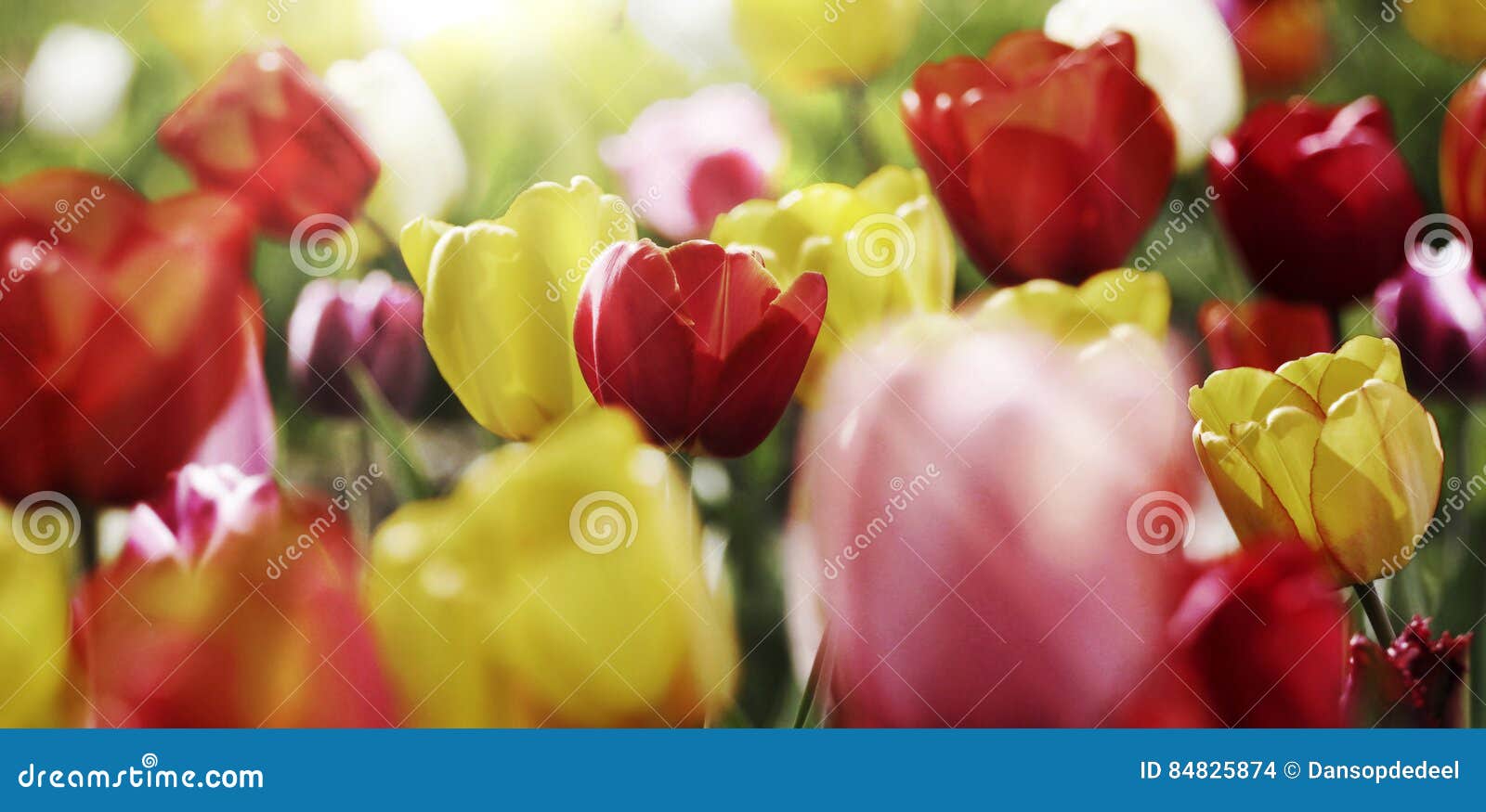 Colourful Tulips in Sunlight Stock Photo - Image of plant, sunny: 84825874