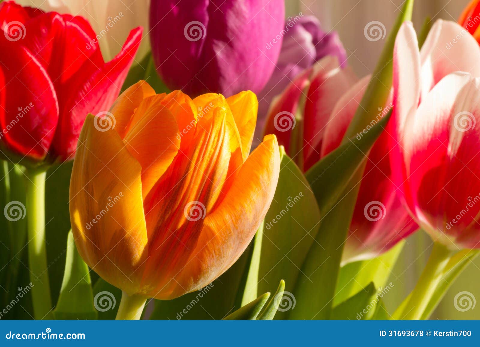 Colourful Tulips in Sunlight Stock Photo - Image of diffuse, green ...