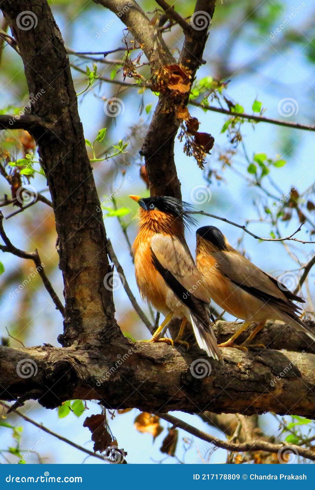 Colourful Two Little Bird Sitting on a Tree Stock Image - Image of ...