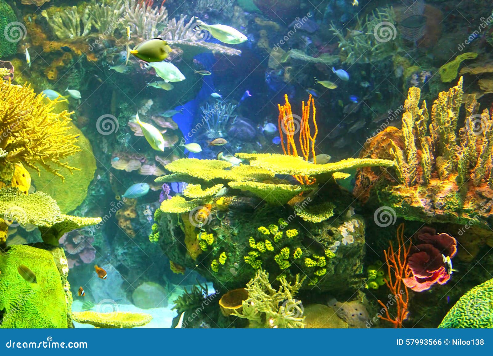 Colourful underwater scene stock photo. Image of color - 57993566