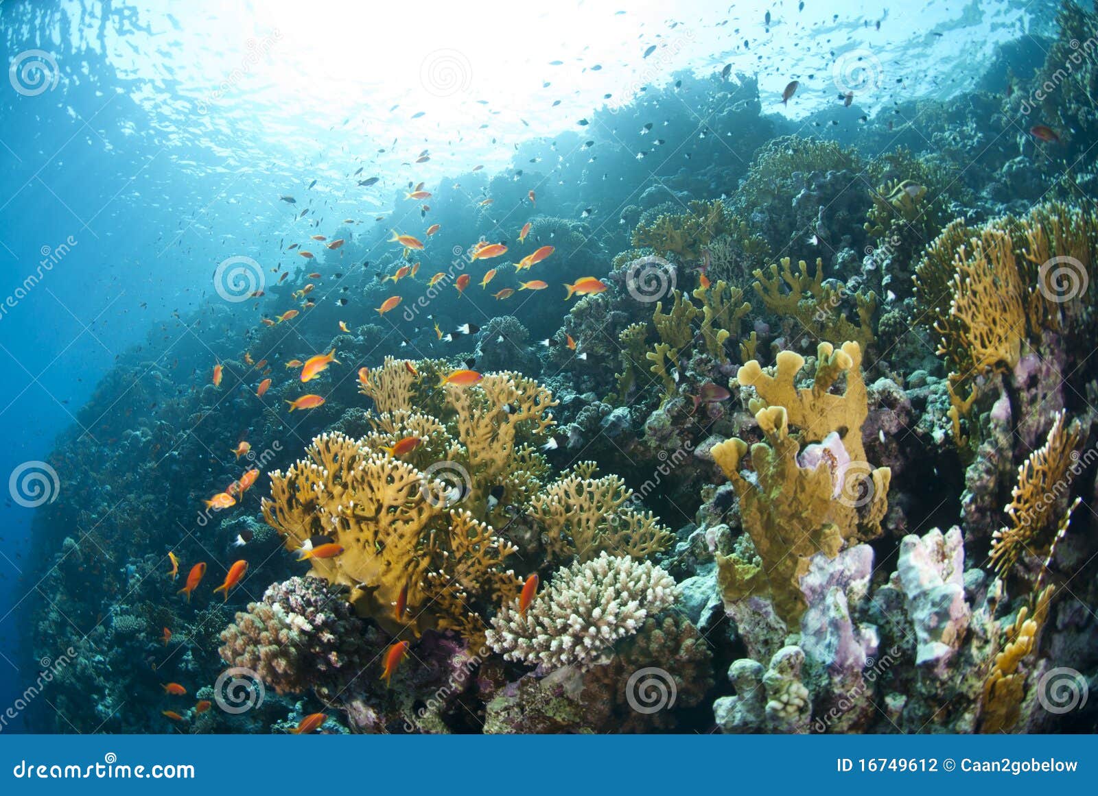 Underwater Tropical Sea Water Surface Background Royalty-Free Stock ...