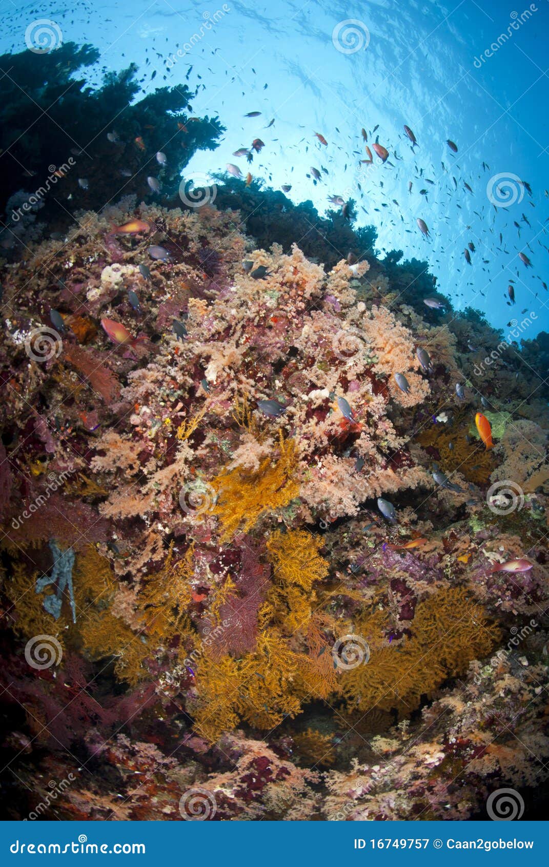 Colourful Underwater Tropical Coral Reef Scene. Stock Image - Image of ...